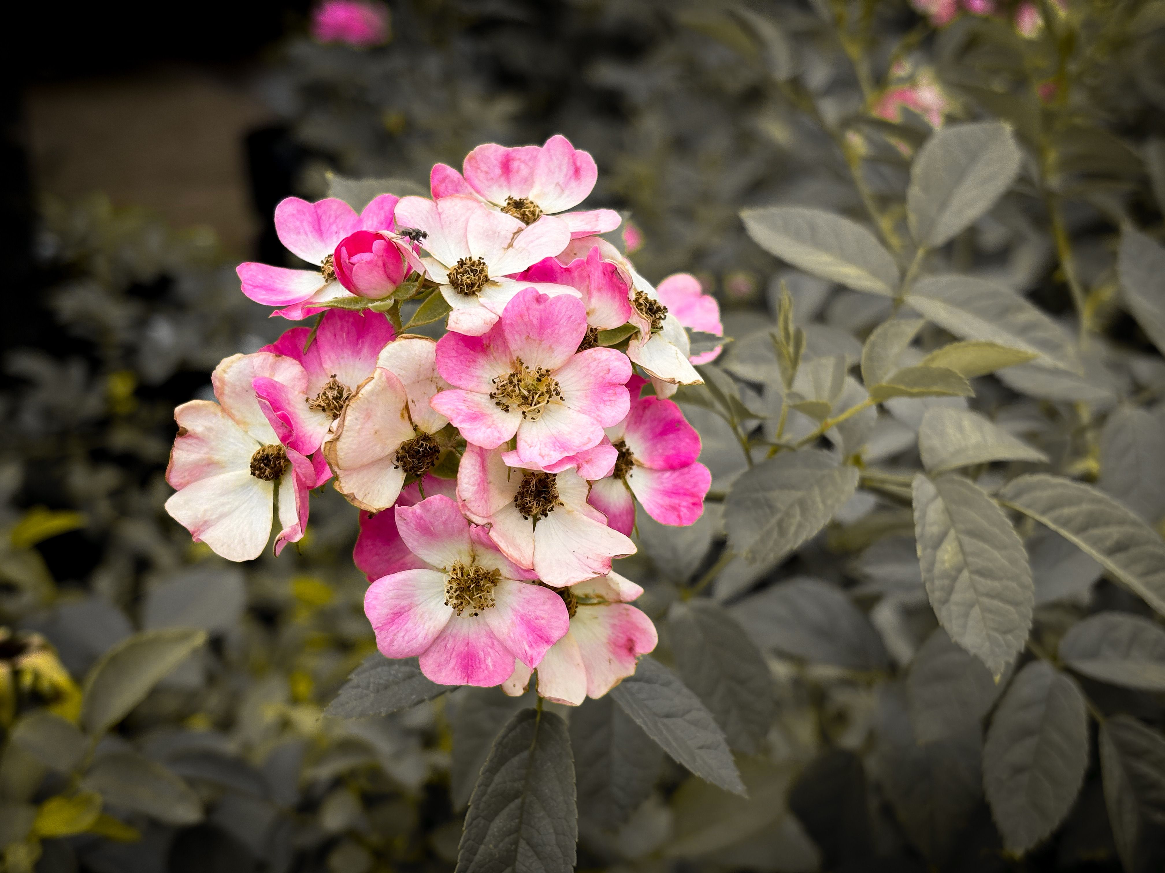 Vibrant Pink and White Roses in Bloom · Free Stock Photo