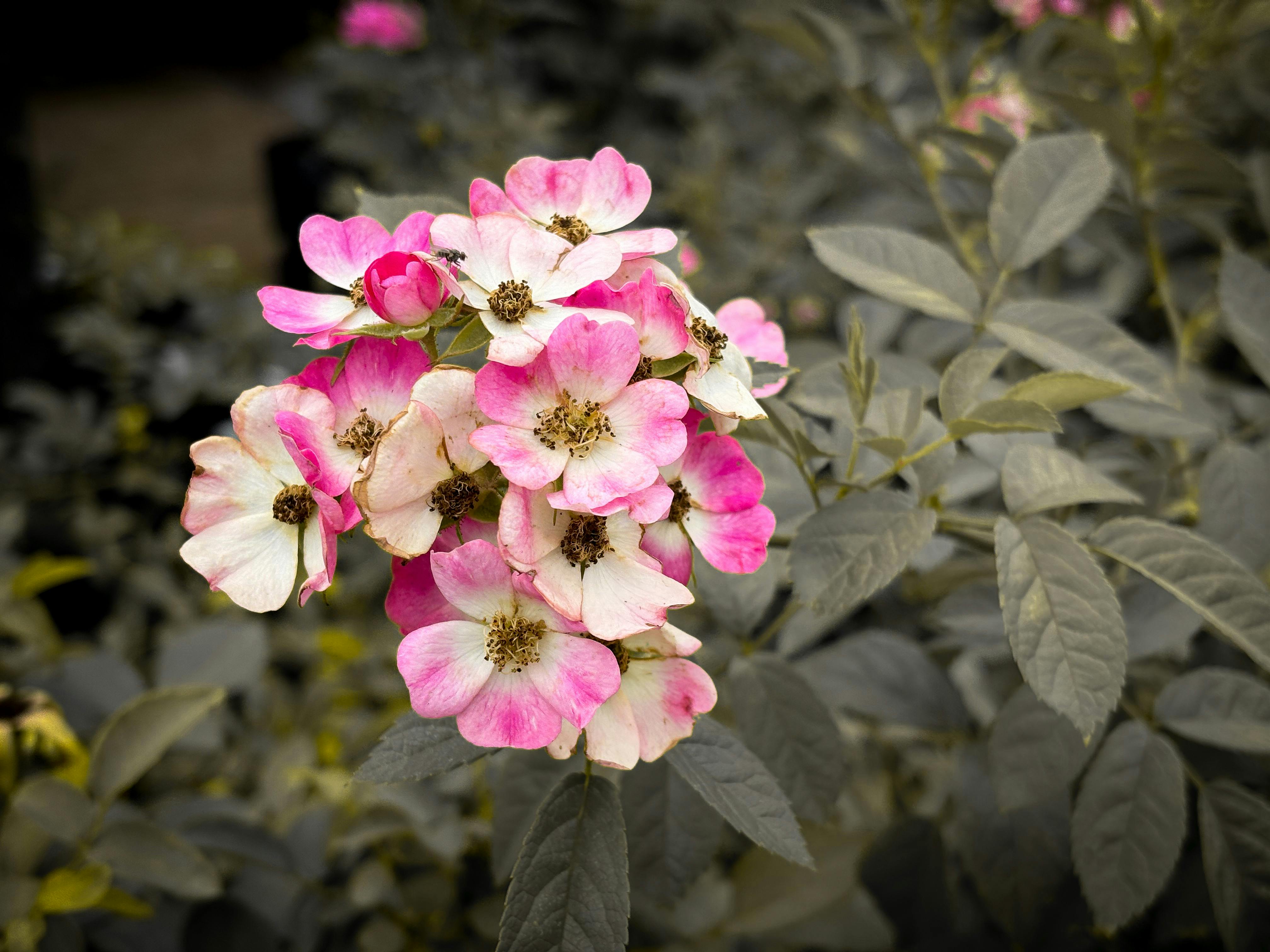 Vibrant Pink and White Roses in Bloom · Free Stock Photo