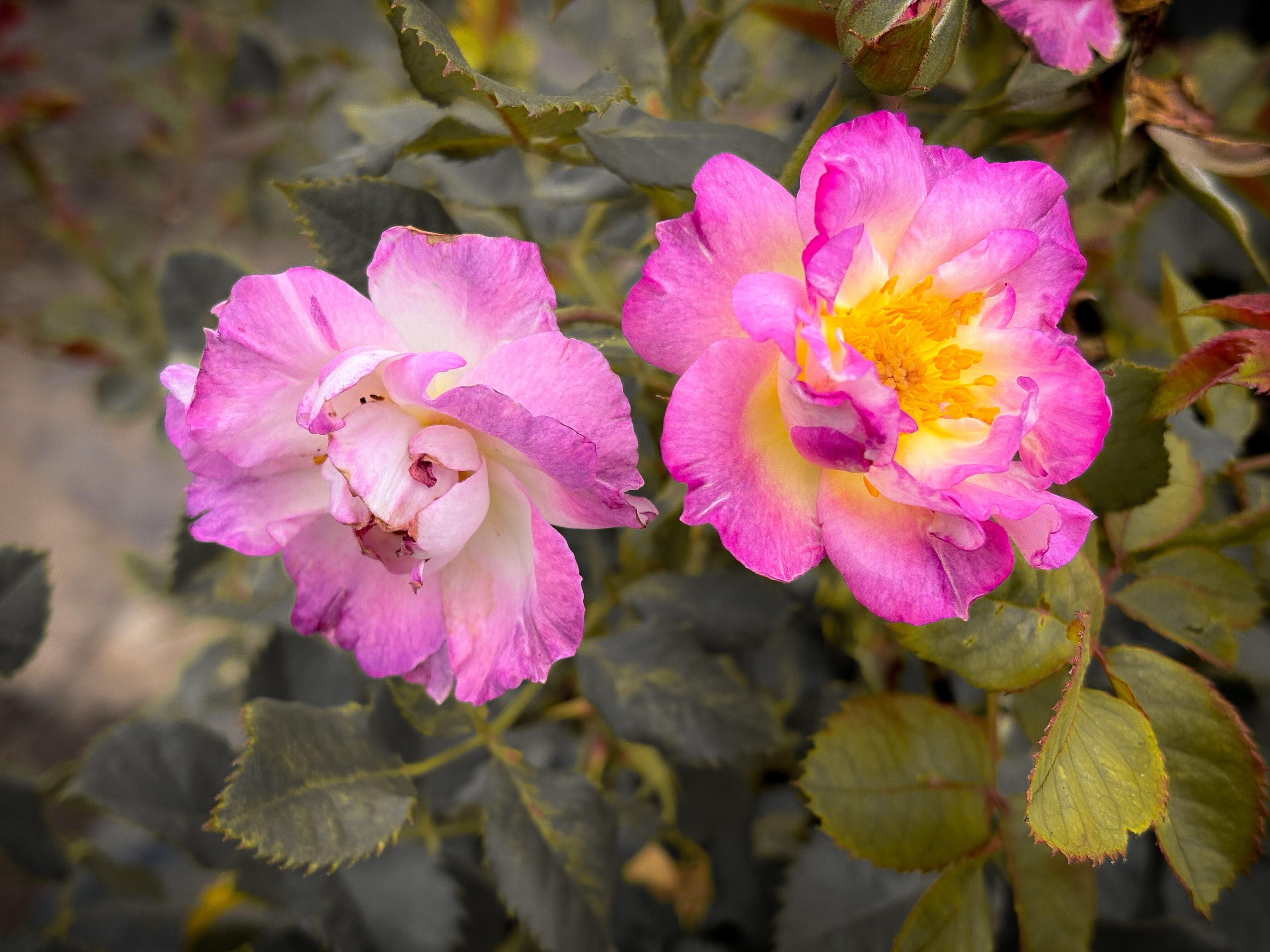 Vibrant Pink Roses Blooming in Summer Garden · Free Stock Photo