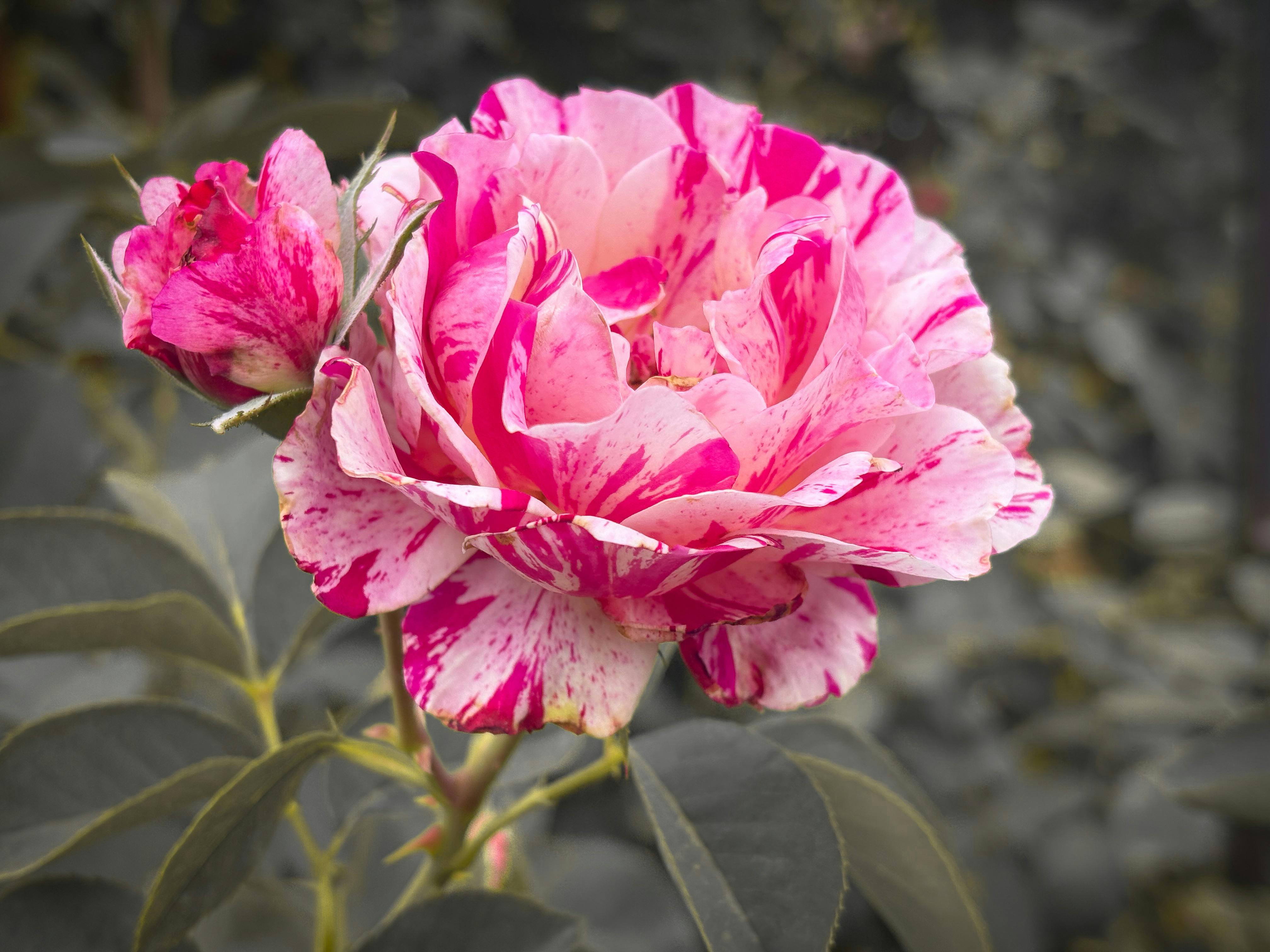 Vibrant Pink and White Variegated Rose in Bloom · Free Stock Photo
