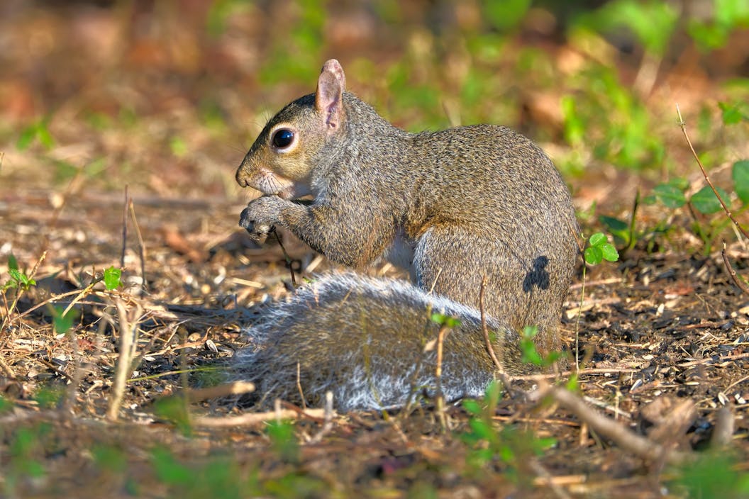 Southern Fox Squirrel Habitat and Population Dynamics