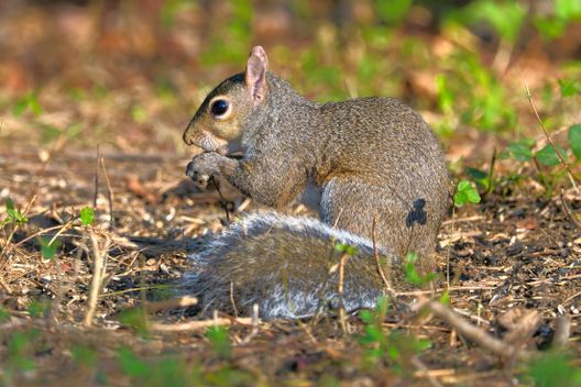 Southern Flying Squirrel: Life, Habitat & Fun Facts