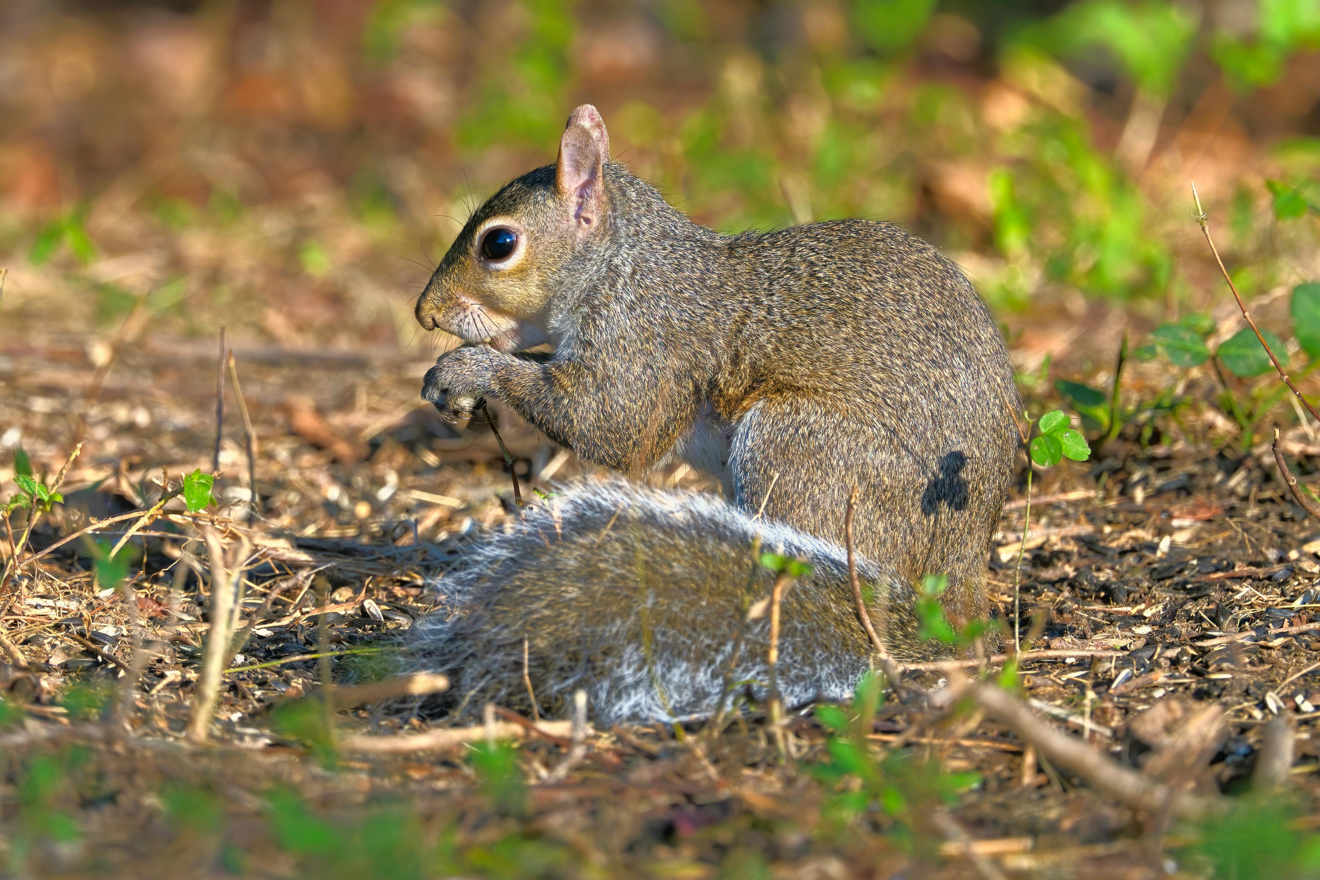 Close-up of Eastern Gray Squirrel in Dover, Tennessee · Free Stock Photo