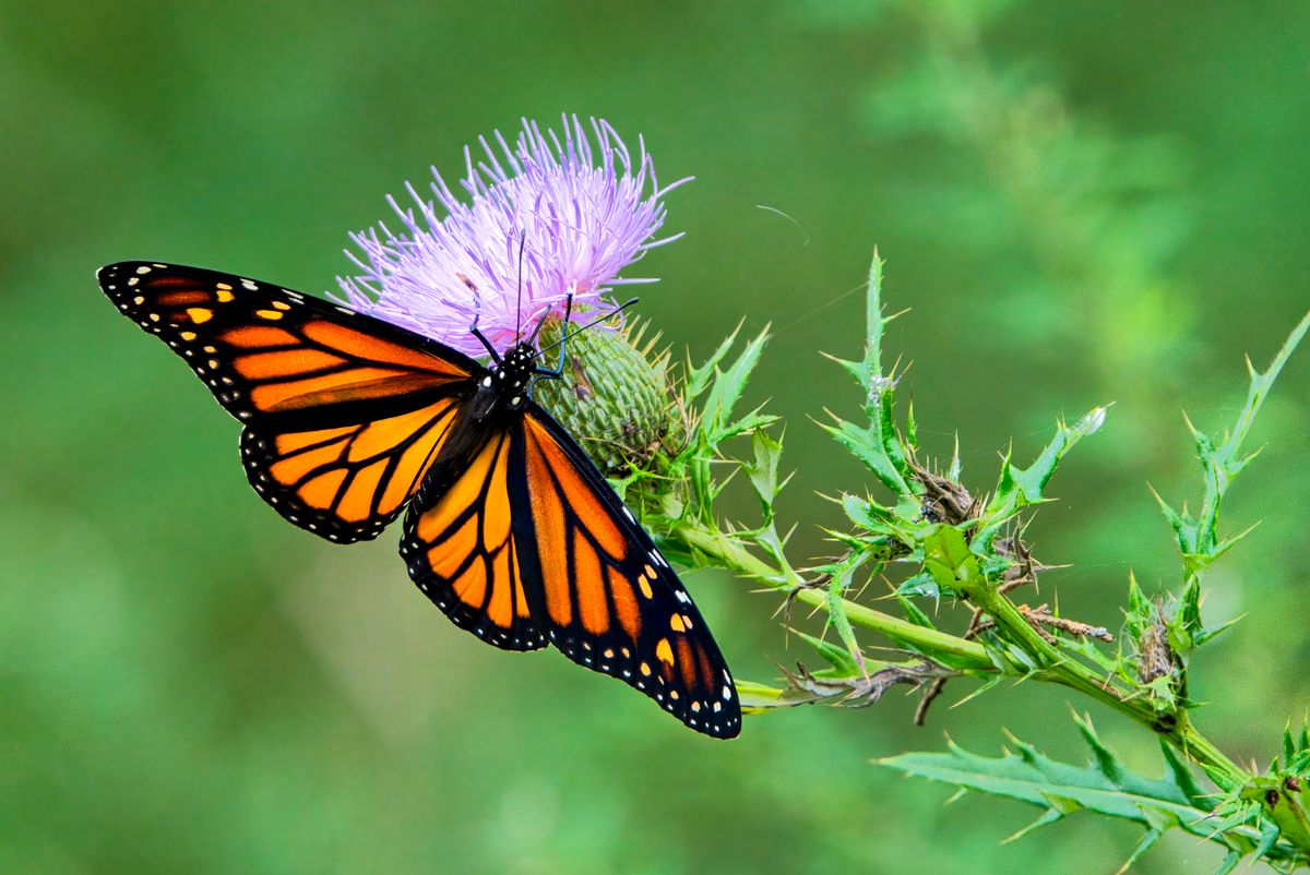 Monarch Butterfly On Flower Photos, Download The BEST Free Monarch ...
