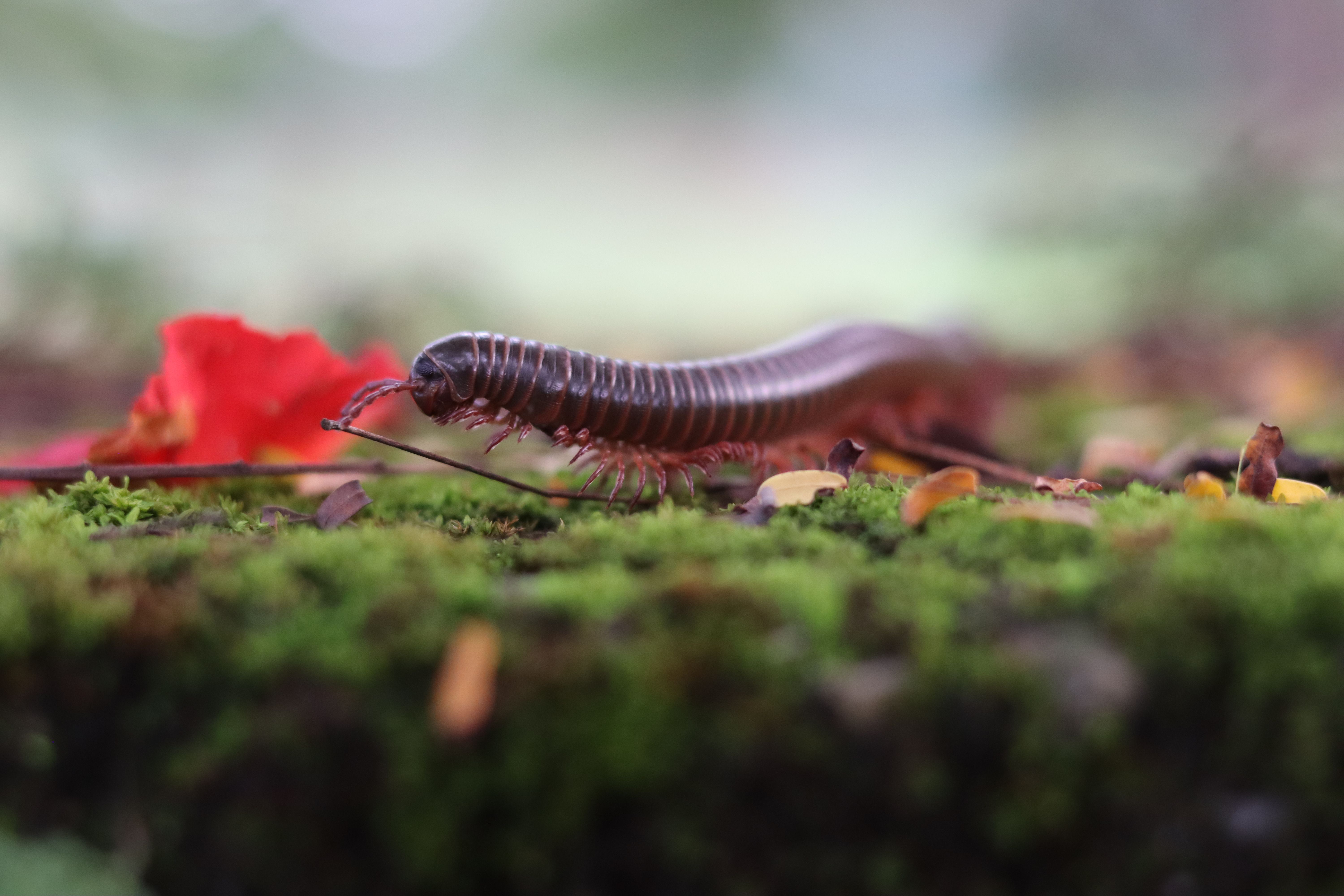 Close-up of Millipede on Mossy Ground in Nature · Free Stock Photo