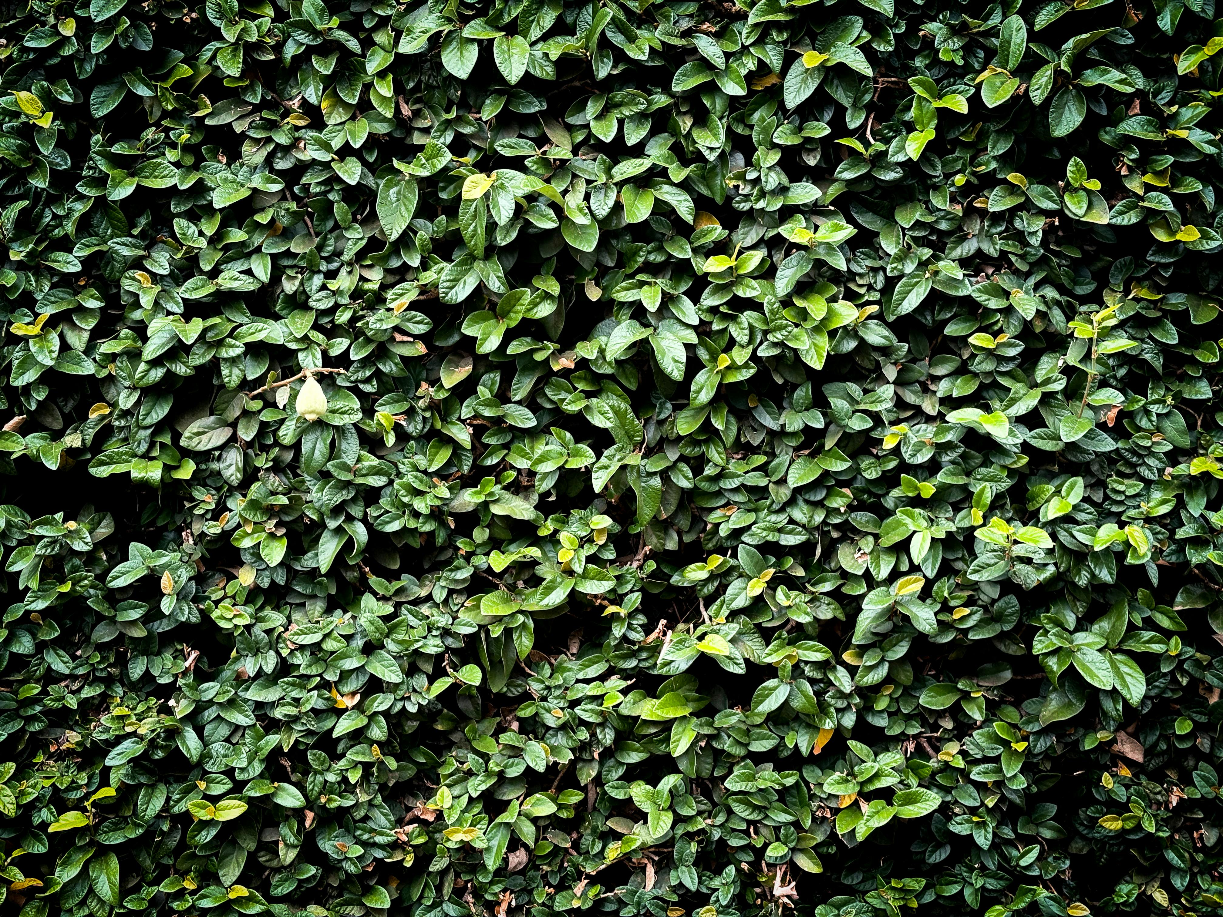 Lush Green Leafy Background Texture · Free Stock Photo