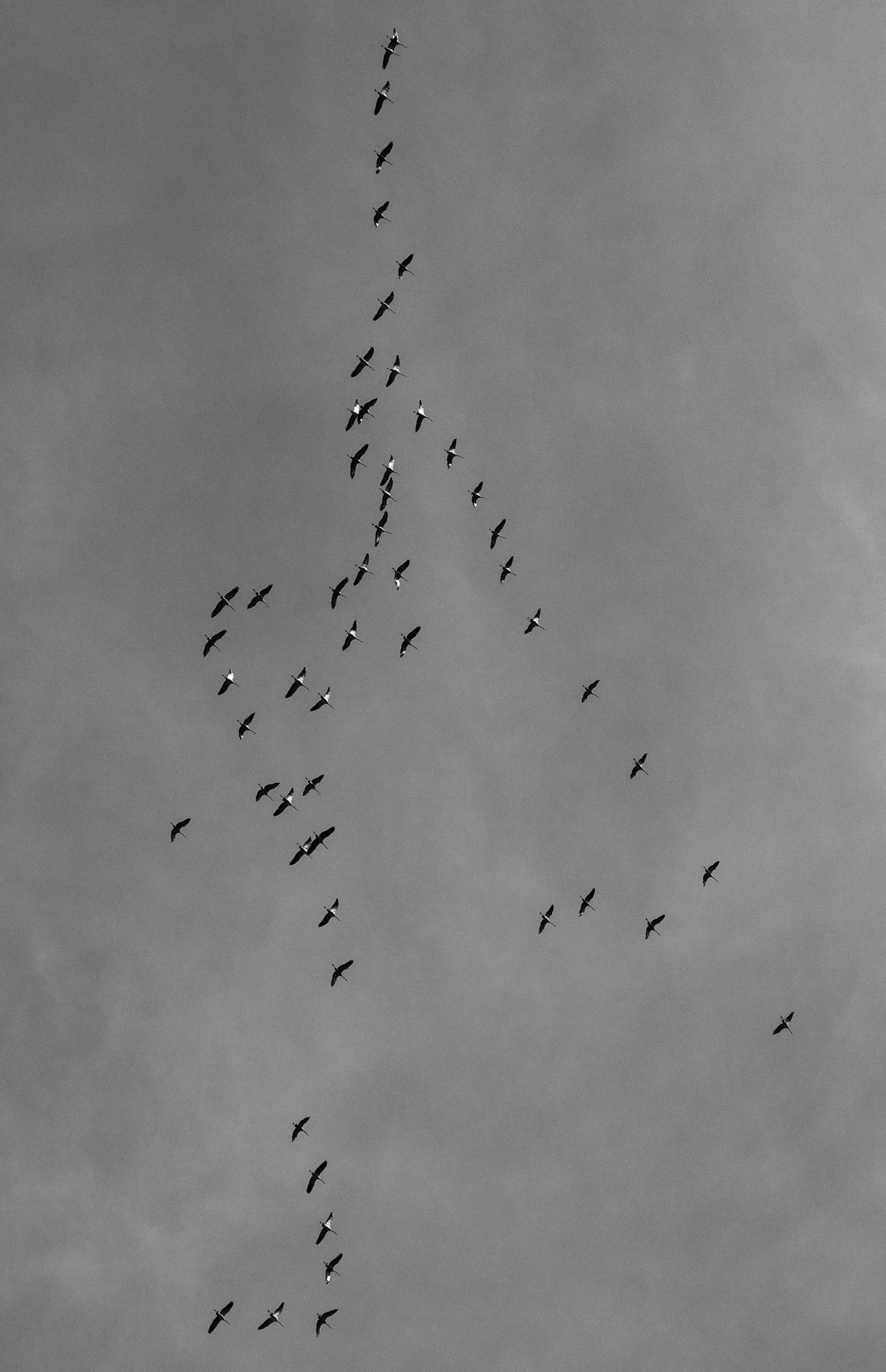 Monochrome Bird Formation in the Sky · Free Stock Photo
