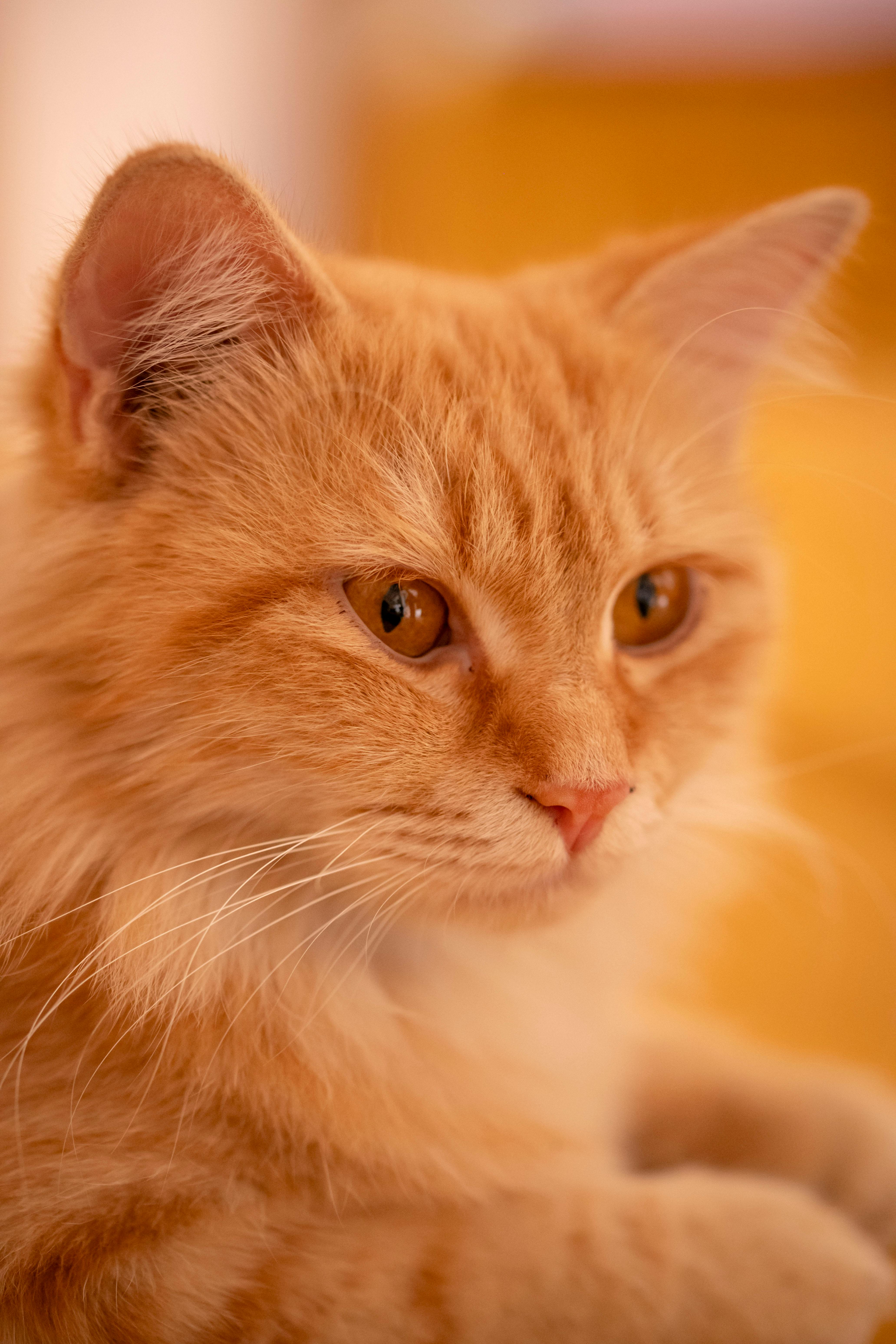 Close-up Portrait of a Fluffy Orange Cat · Free Stock Photo