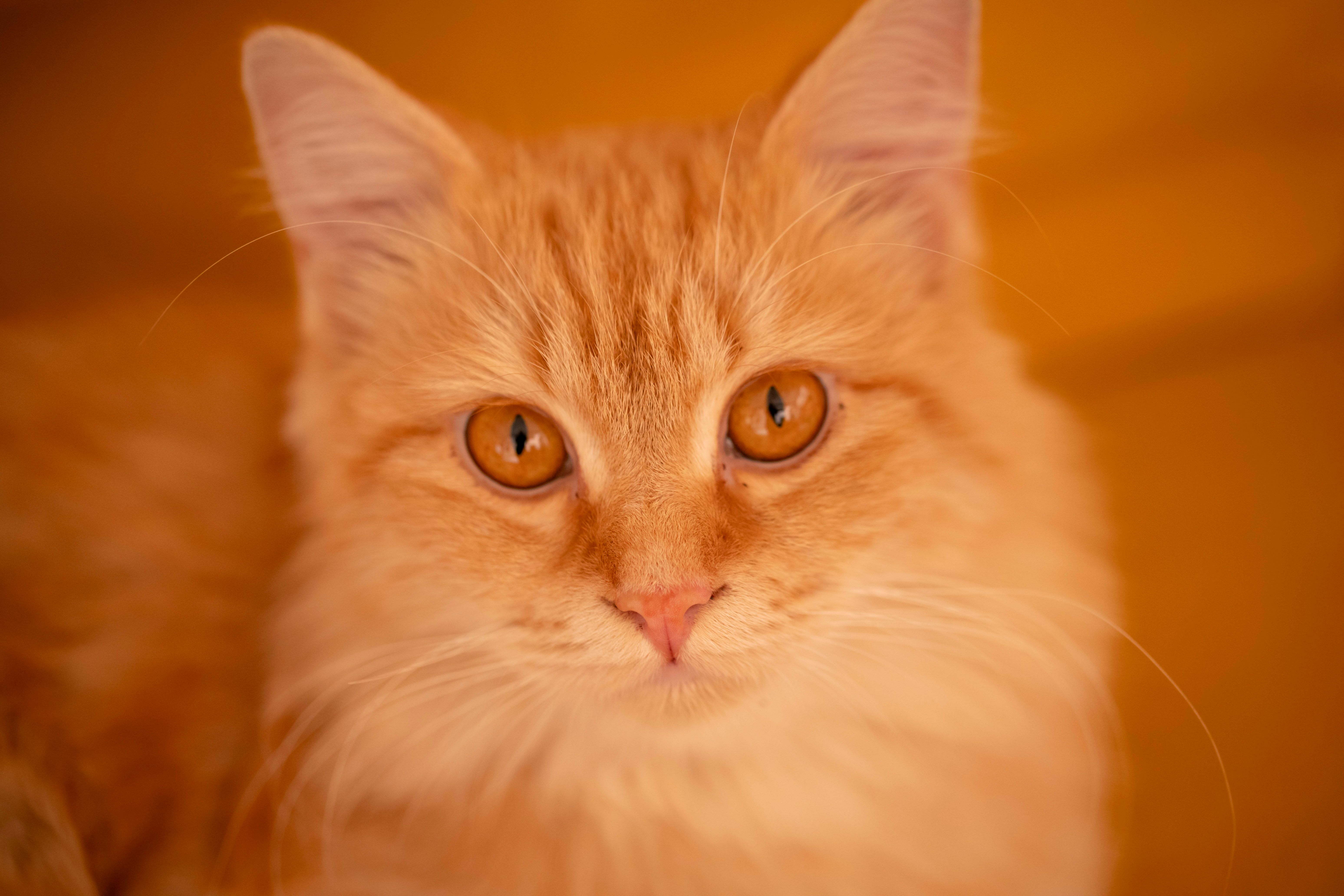 Gros Plan D'un Chat Roux à La Fourrure Douce · Photo gratuite