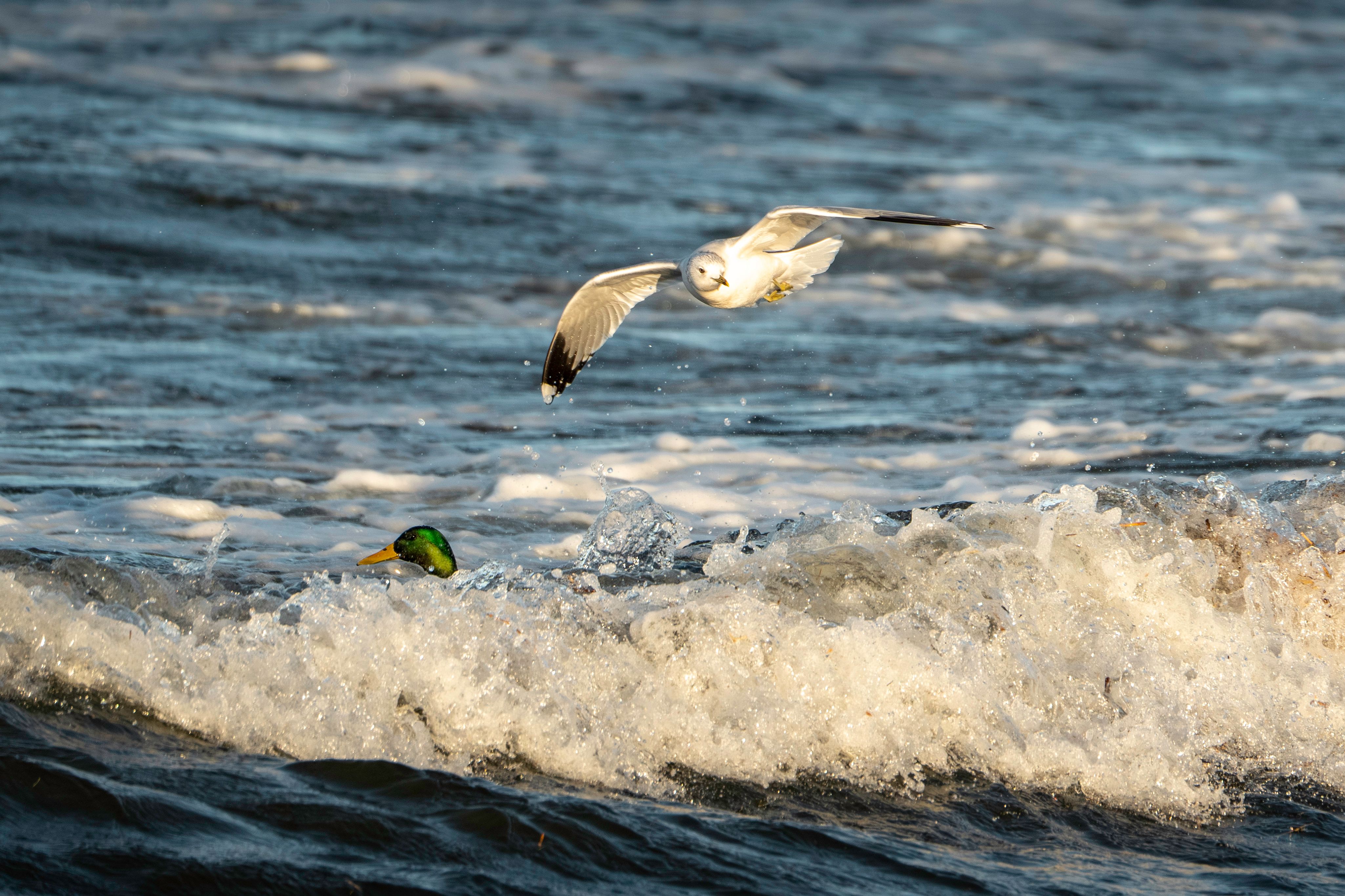 Gaviota Y Pato En Las Dinámicas Olas Del Océano · Foto de stock gratuita