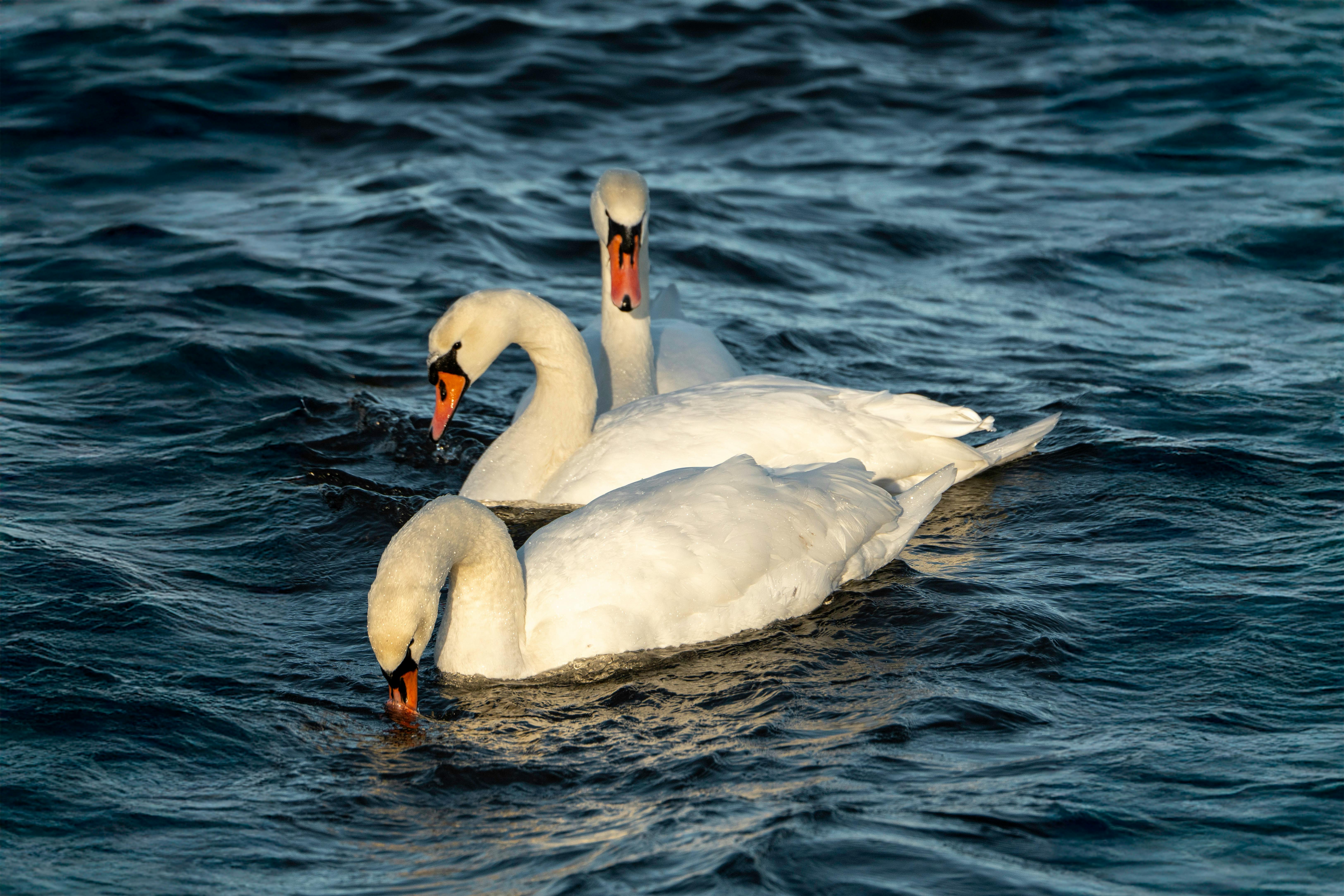 Tranquil Trio of Swans Gliding on Water · Free Stock Photo