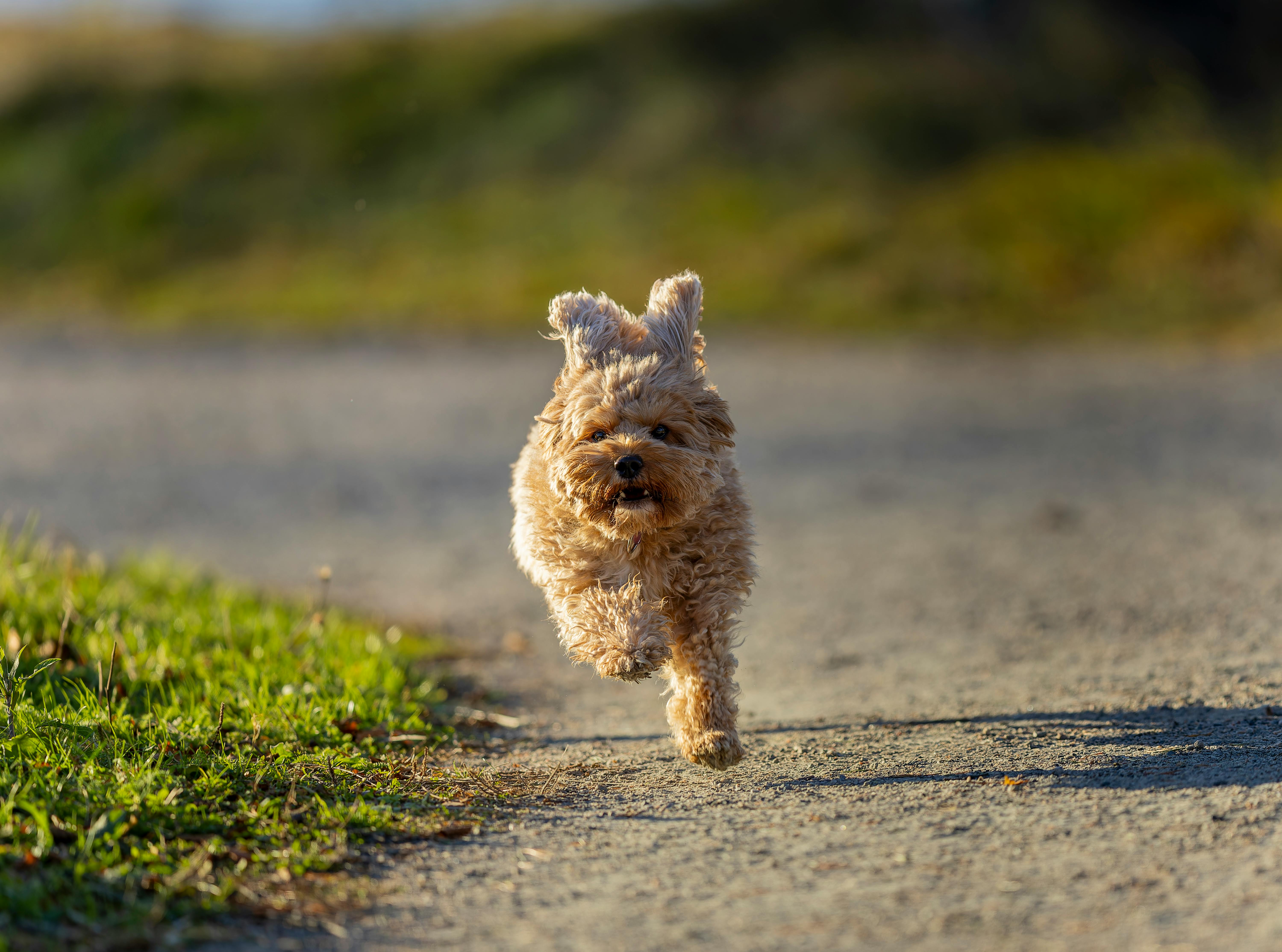 Playful Cavapoo Running Outdoors on Sunlit Path · Free Stock Photo