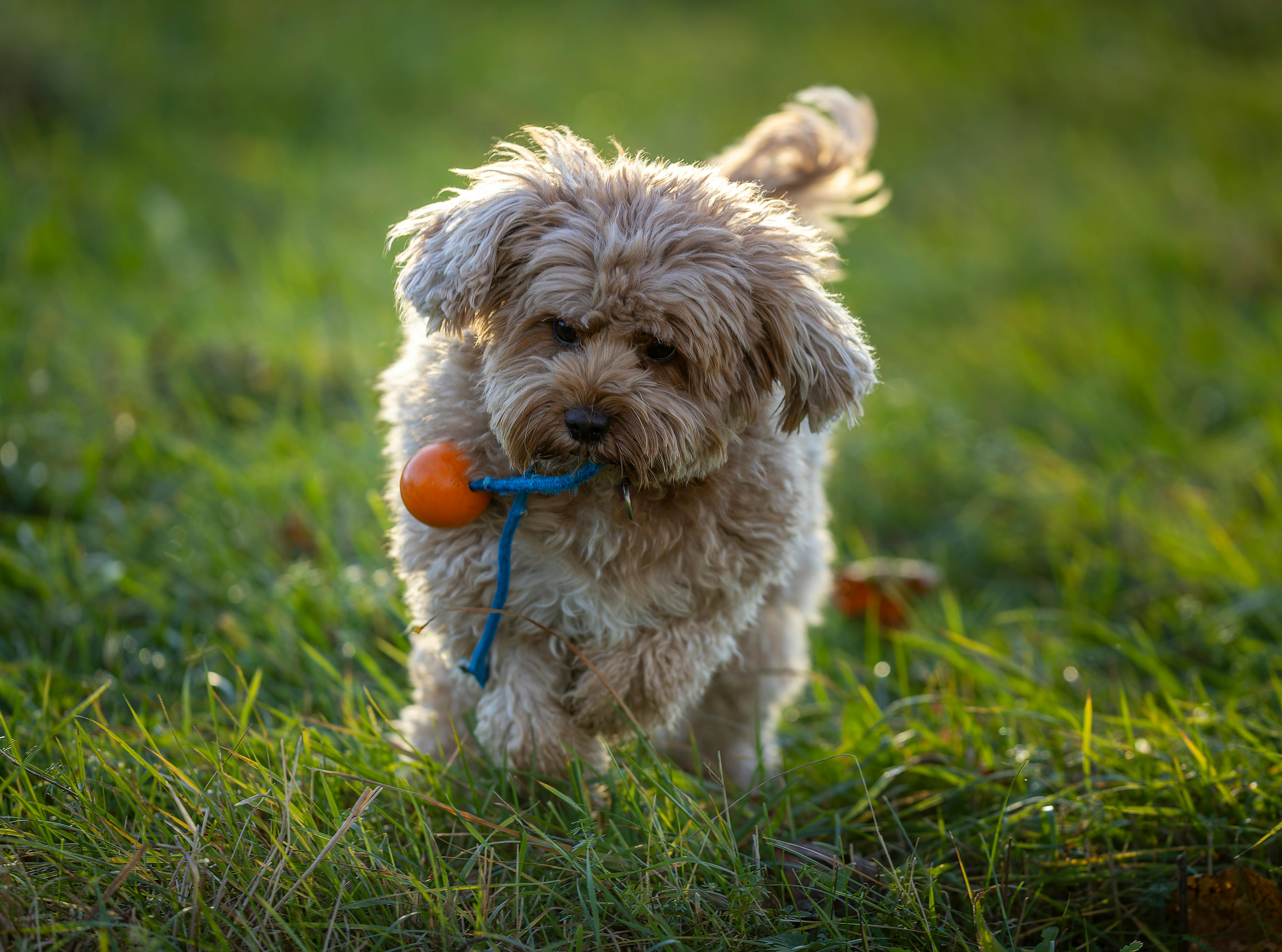 Adorable Cavapoo Playing Outdoors in Sunshine · Free Stock Photo