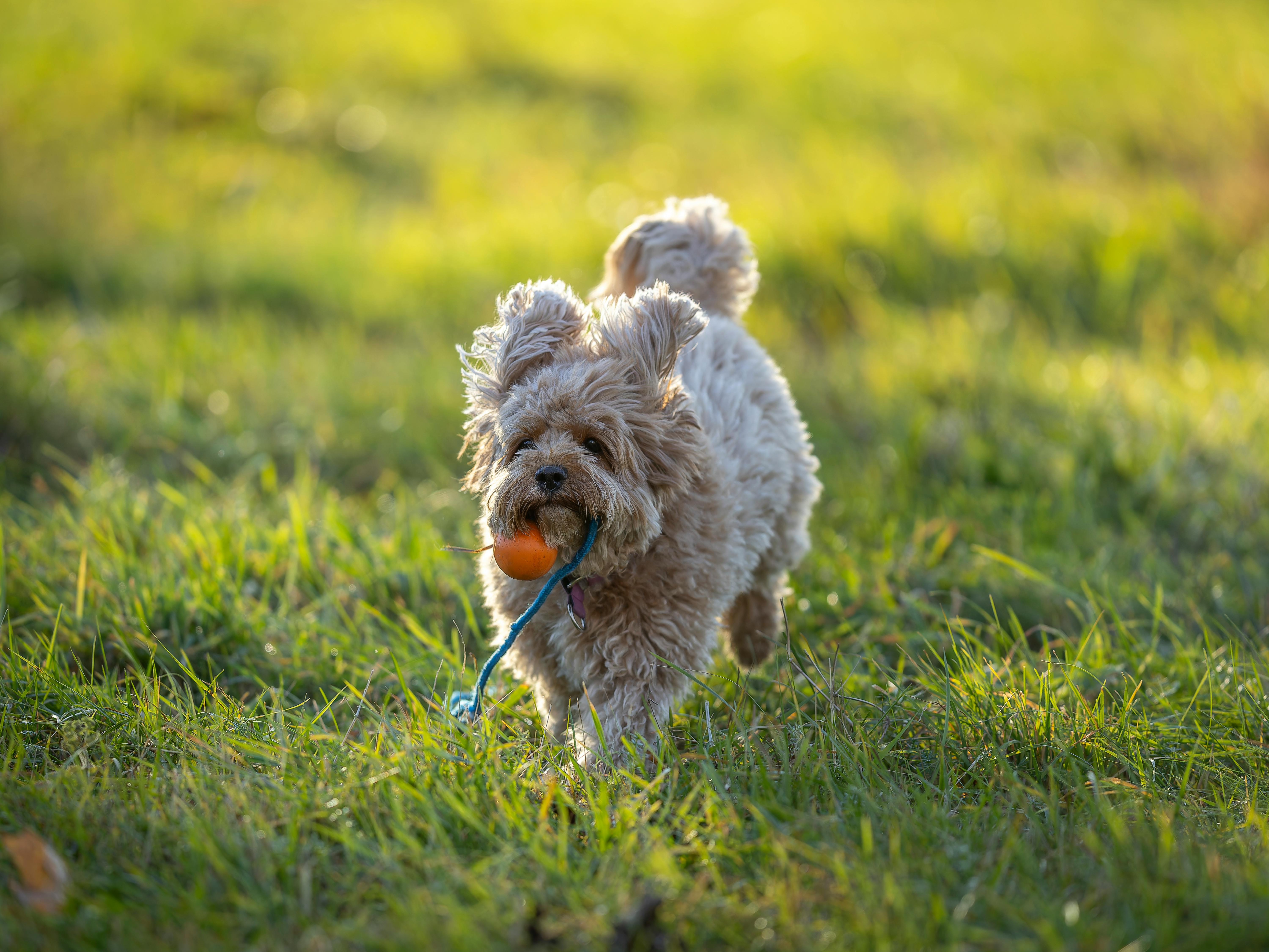 Playful Cavapoo Running with a Ball Outdoors · Free Stock Photo