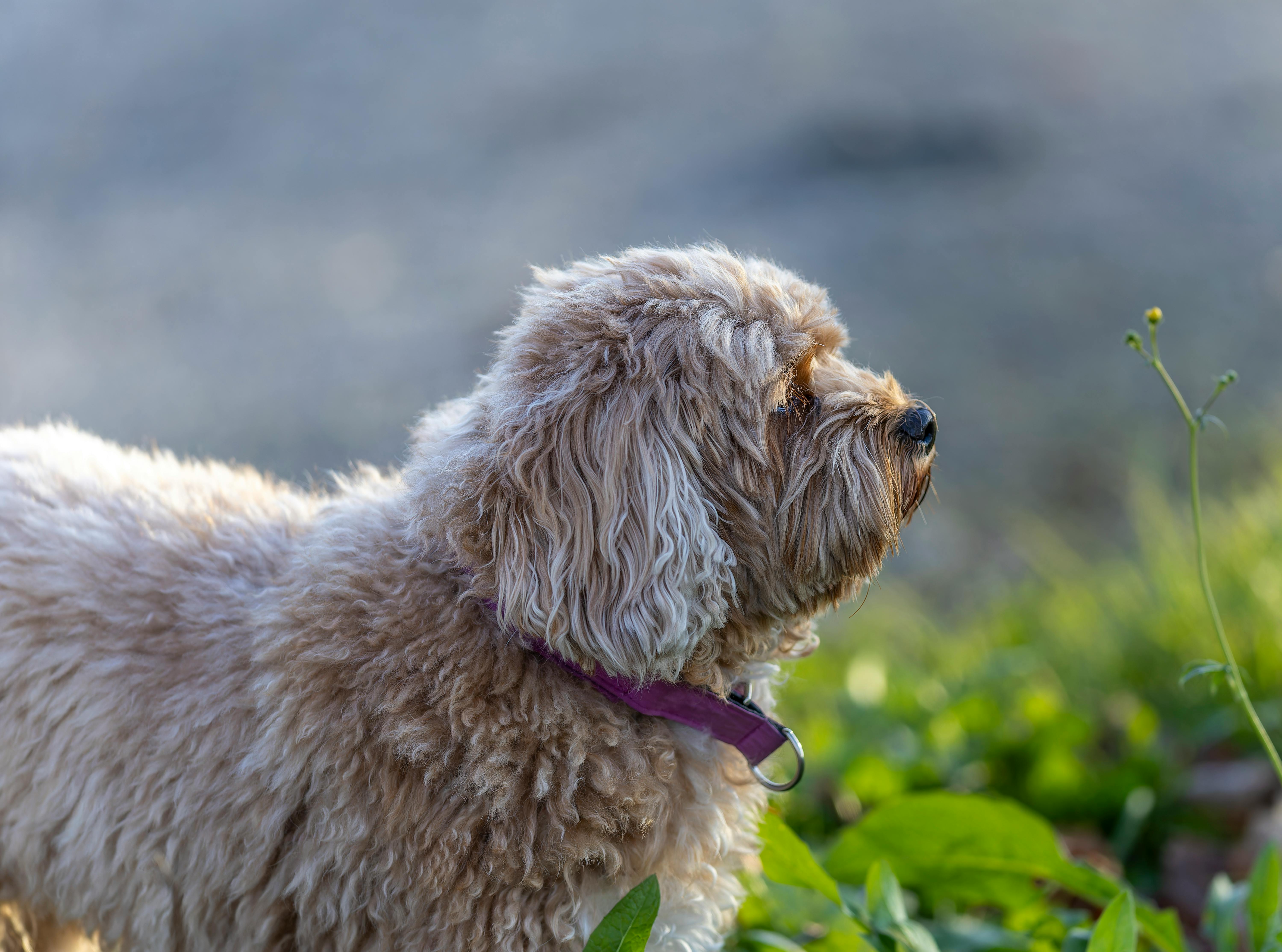 Adorable Cavapoo Outdoors on a Sunny Day · Free Stock Photo