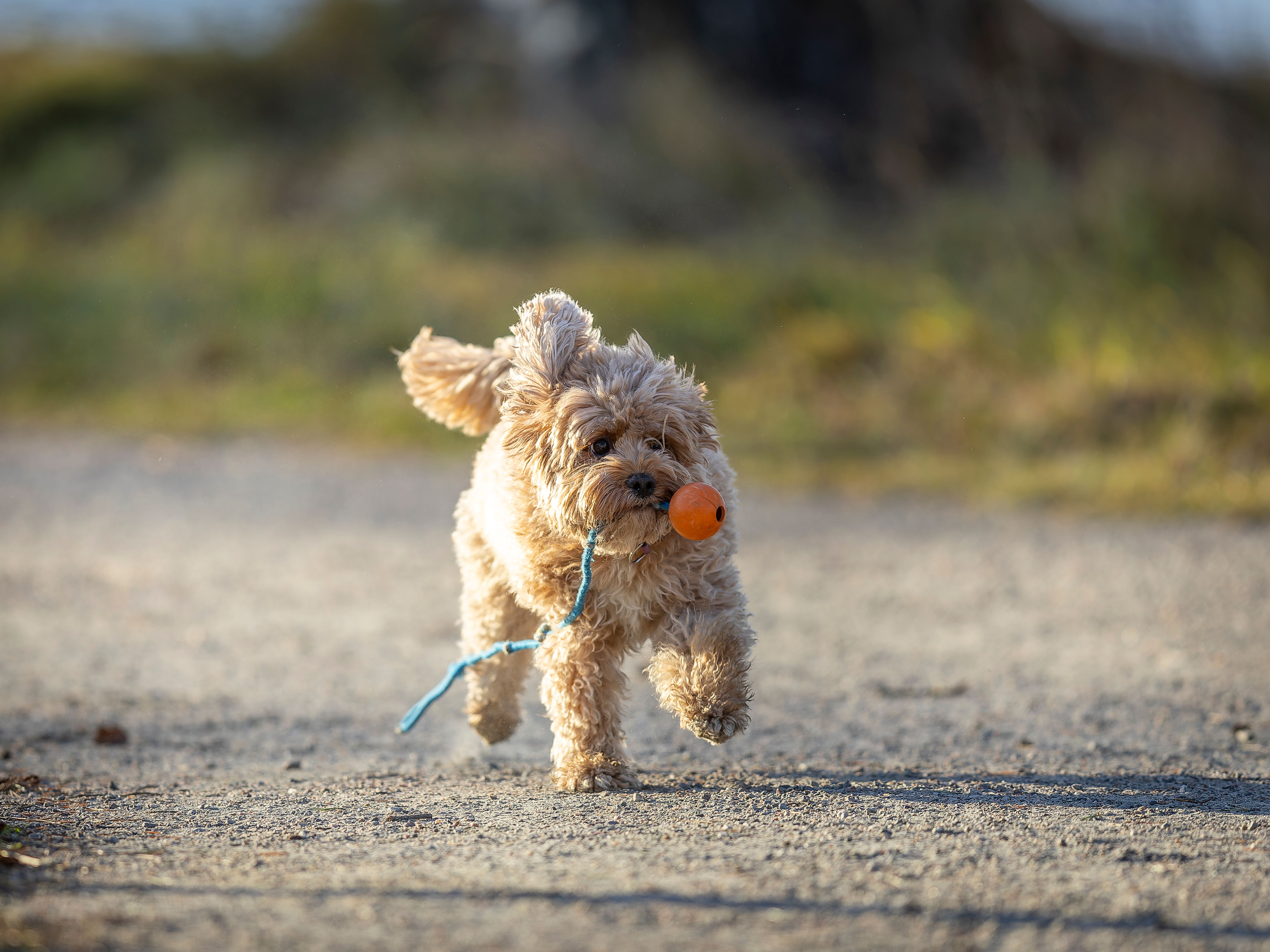 Cavapoo Jugando Al Aire Libre Con Una Pelota · Foto de stock gratuita