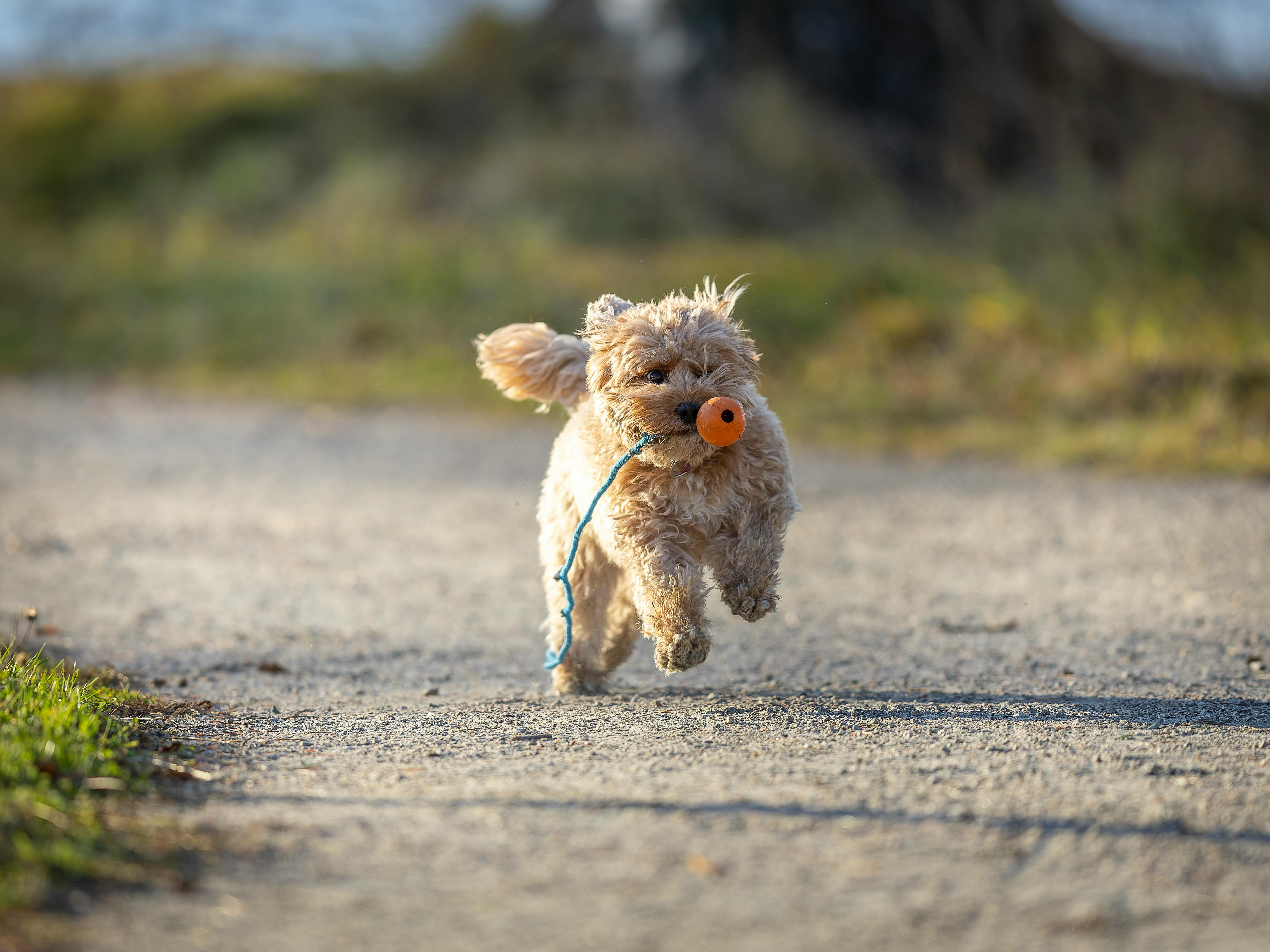 Energetic Cavapoo Dog Running with Toy on Pathway · Free Stock Photo