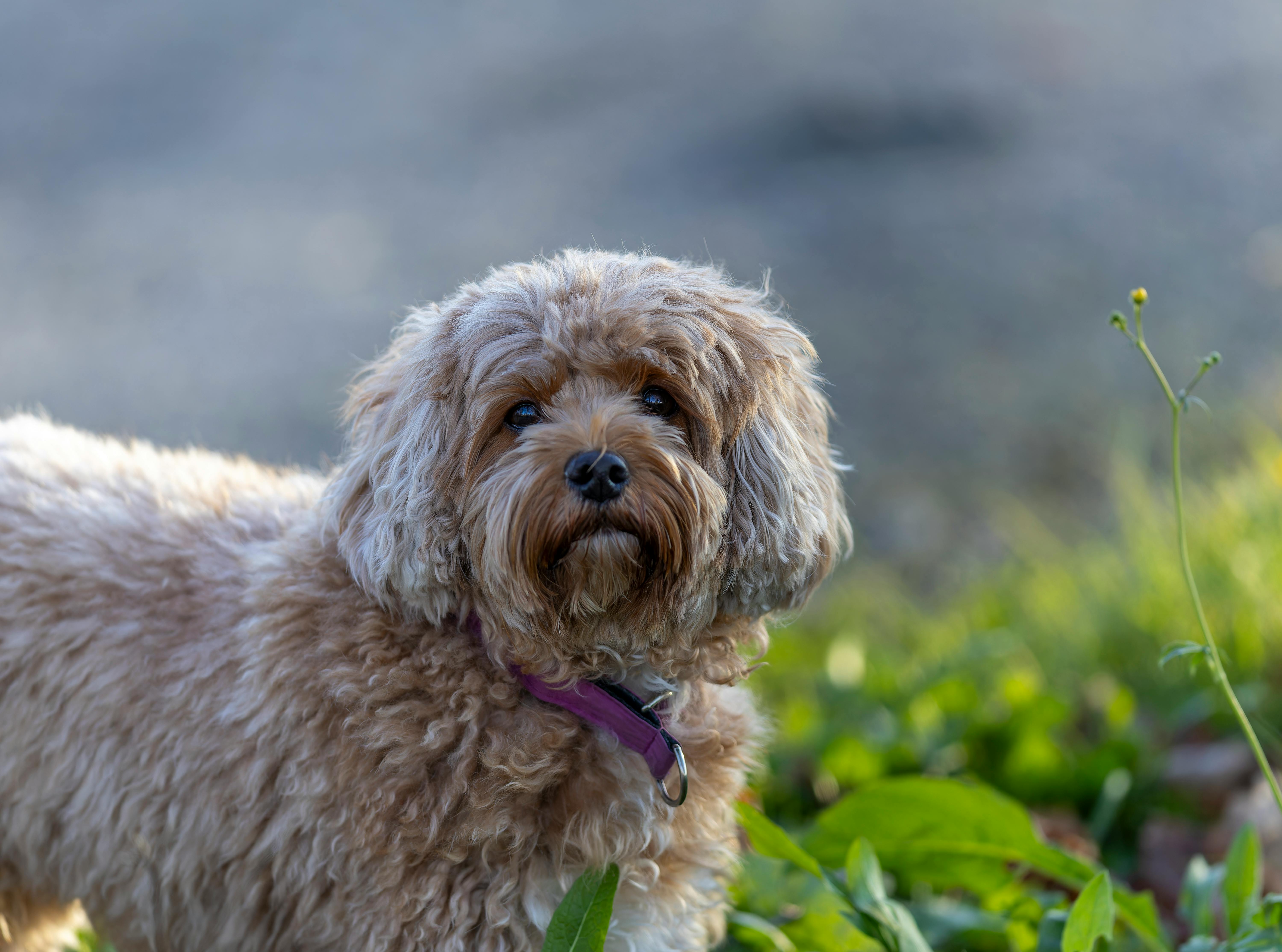 Adorable Cavapoo Dog Outdoors in Ludvika · Free Stock Photo