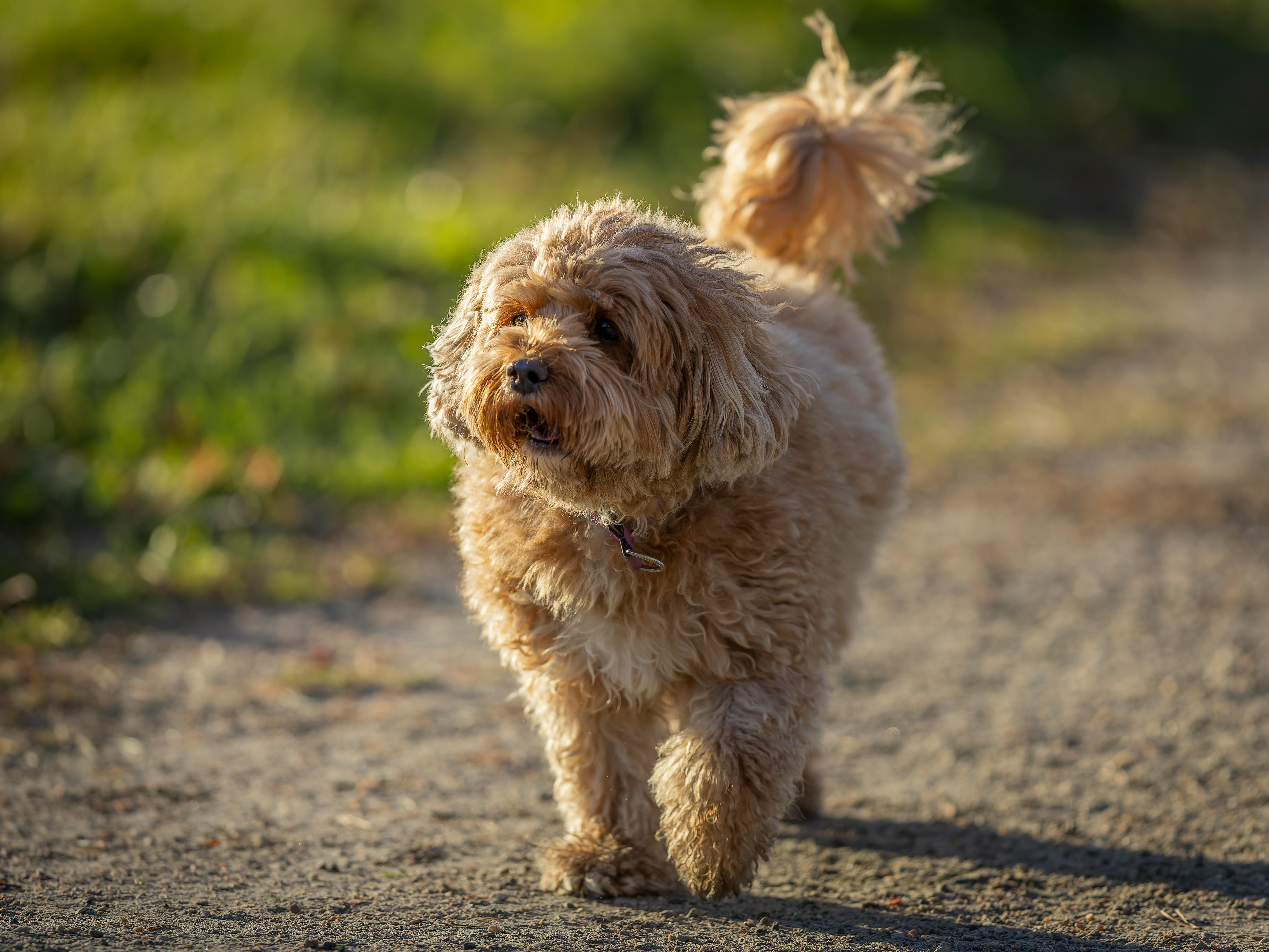 Cavapoo Dog Walking on a Sunny Path Outdoors · Free Stock Photo