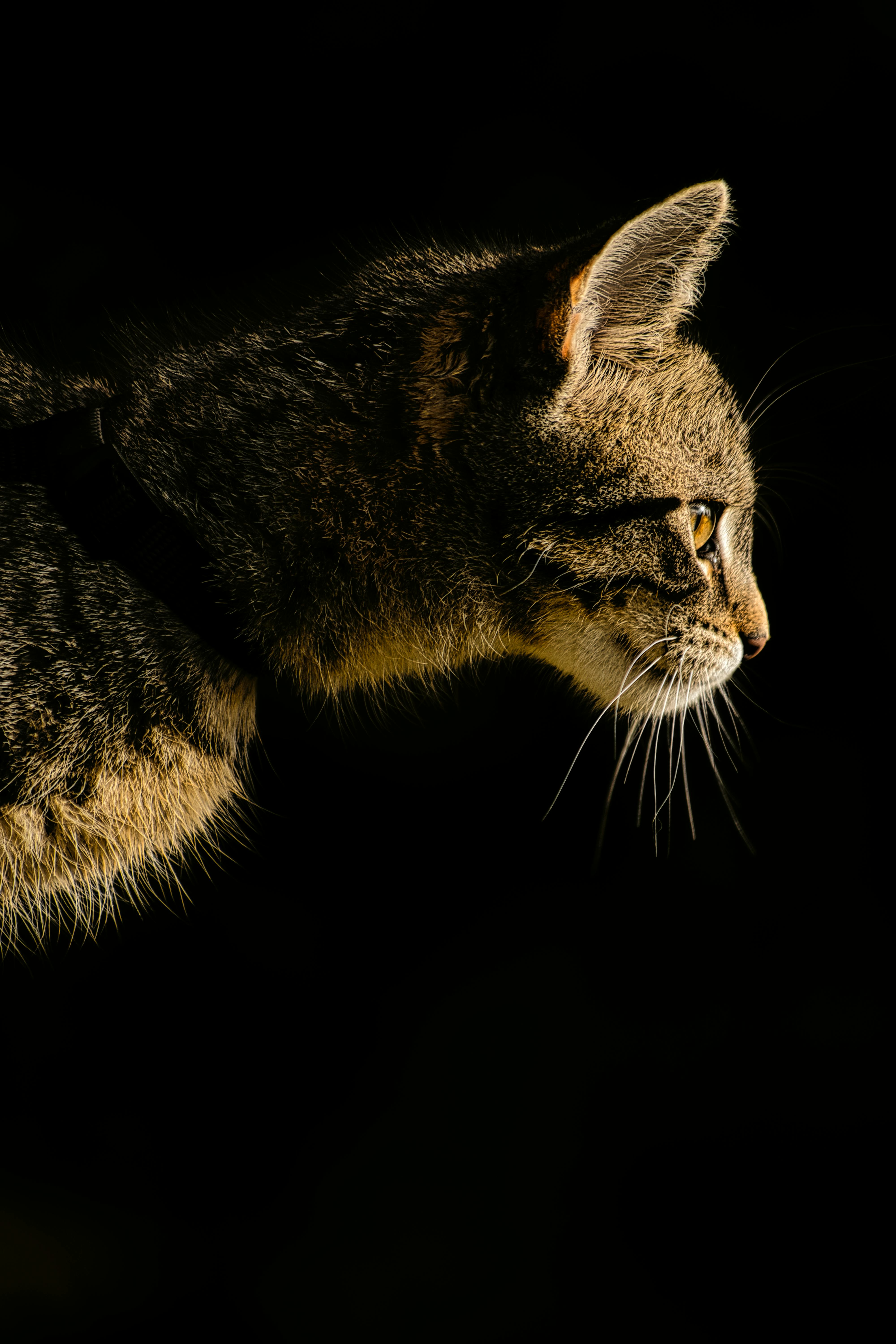 Side Profile of a Tabby Cat Against Black Background · Free Stock Photo