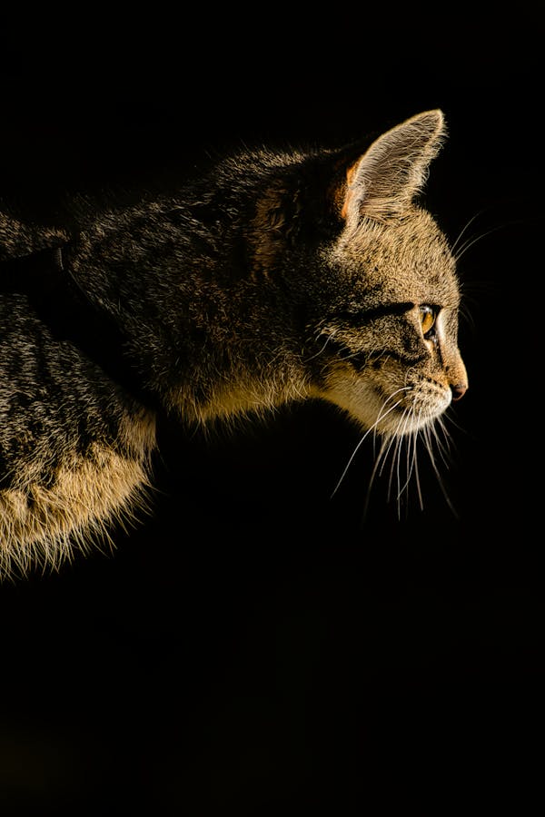 Cat Images Photos, Download The BEST Free Cat Images Stock Photos & HD ...