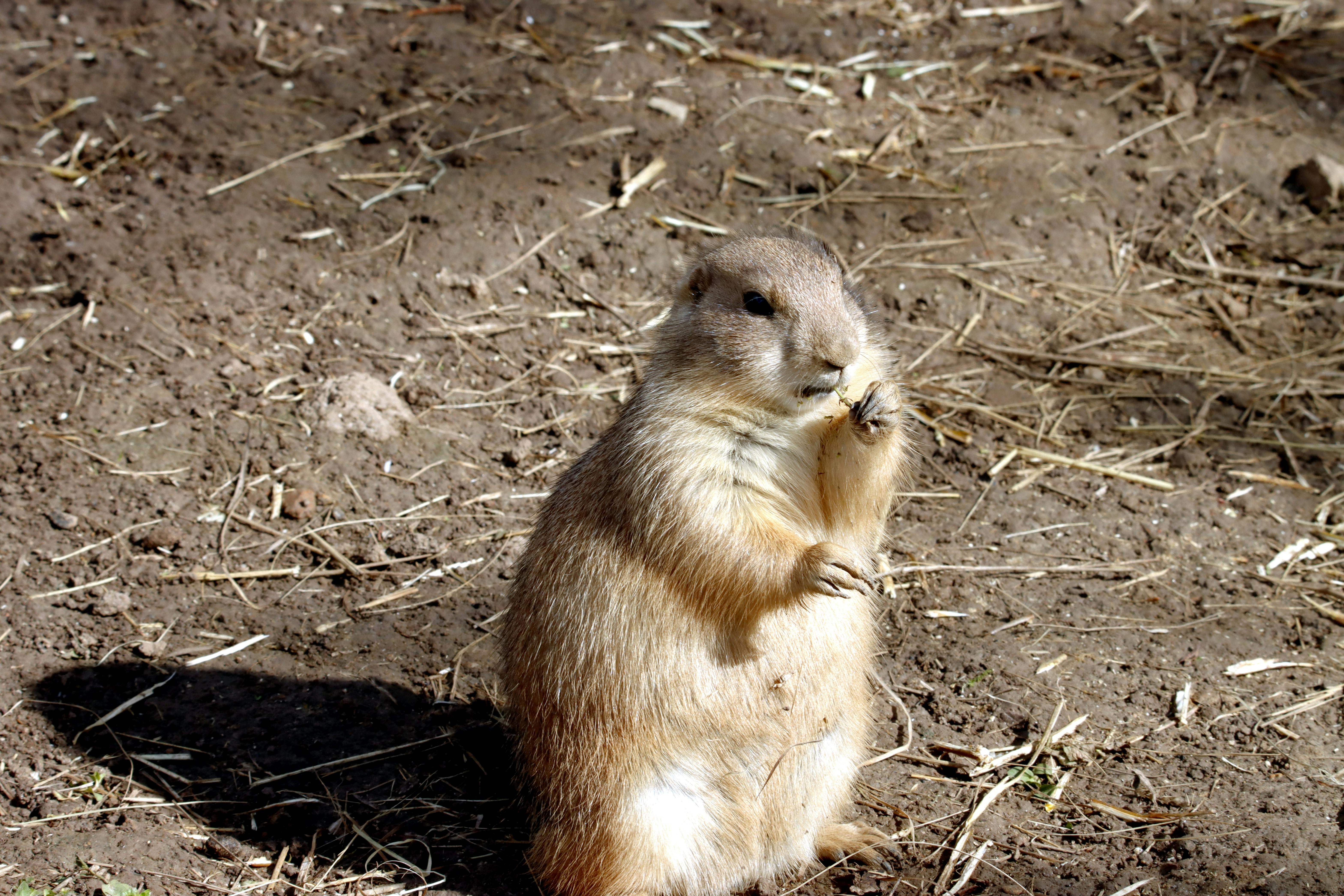 Brown and Gray Prairie Dog · Free Stock Photo