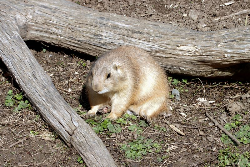 Prairie Dogs as Pets: Care, Cost, and Special Considerations