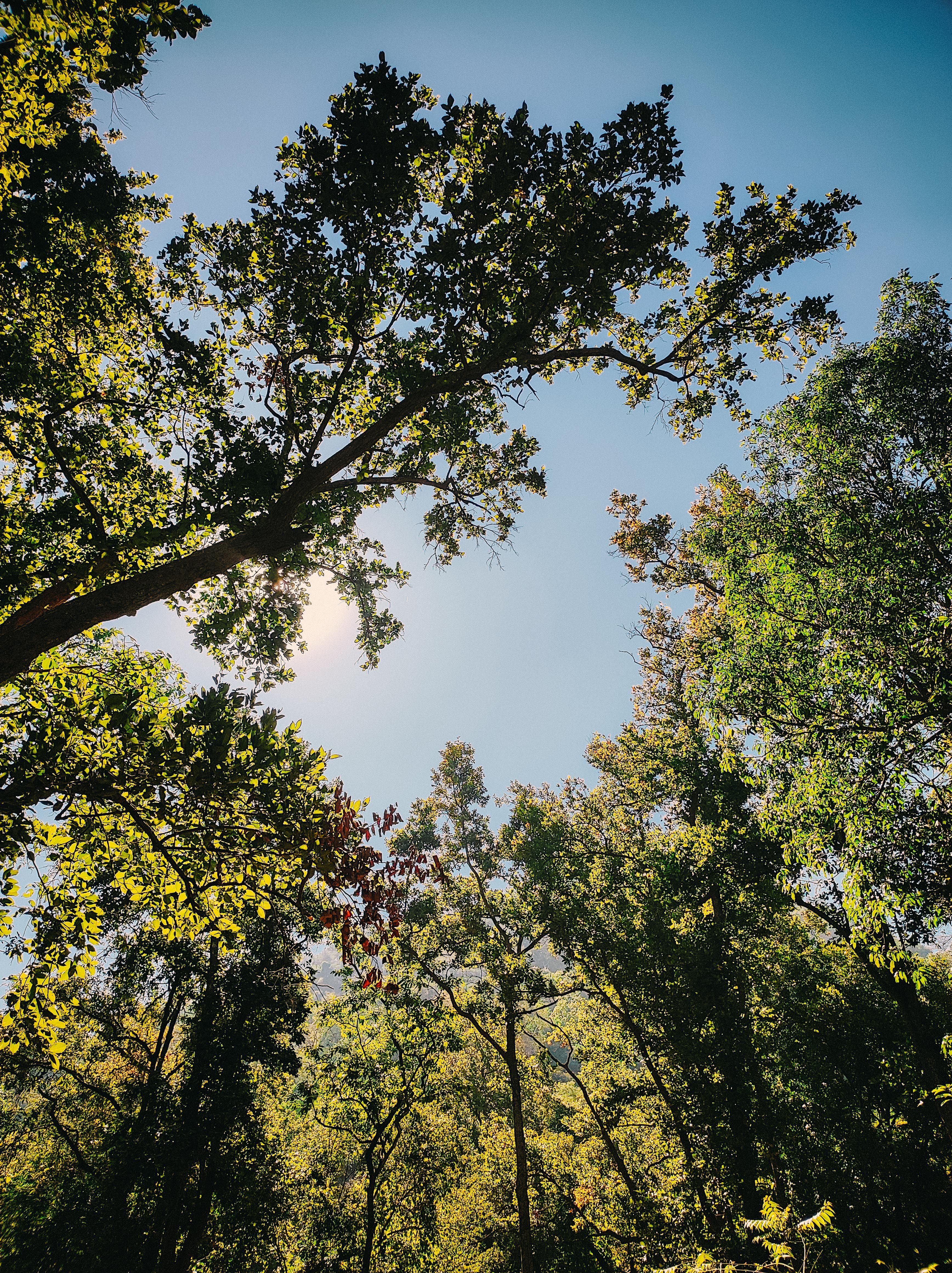 Lush Green Forest Canopy Under Sunlight · Free Stock Photo