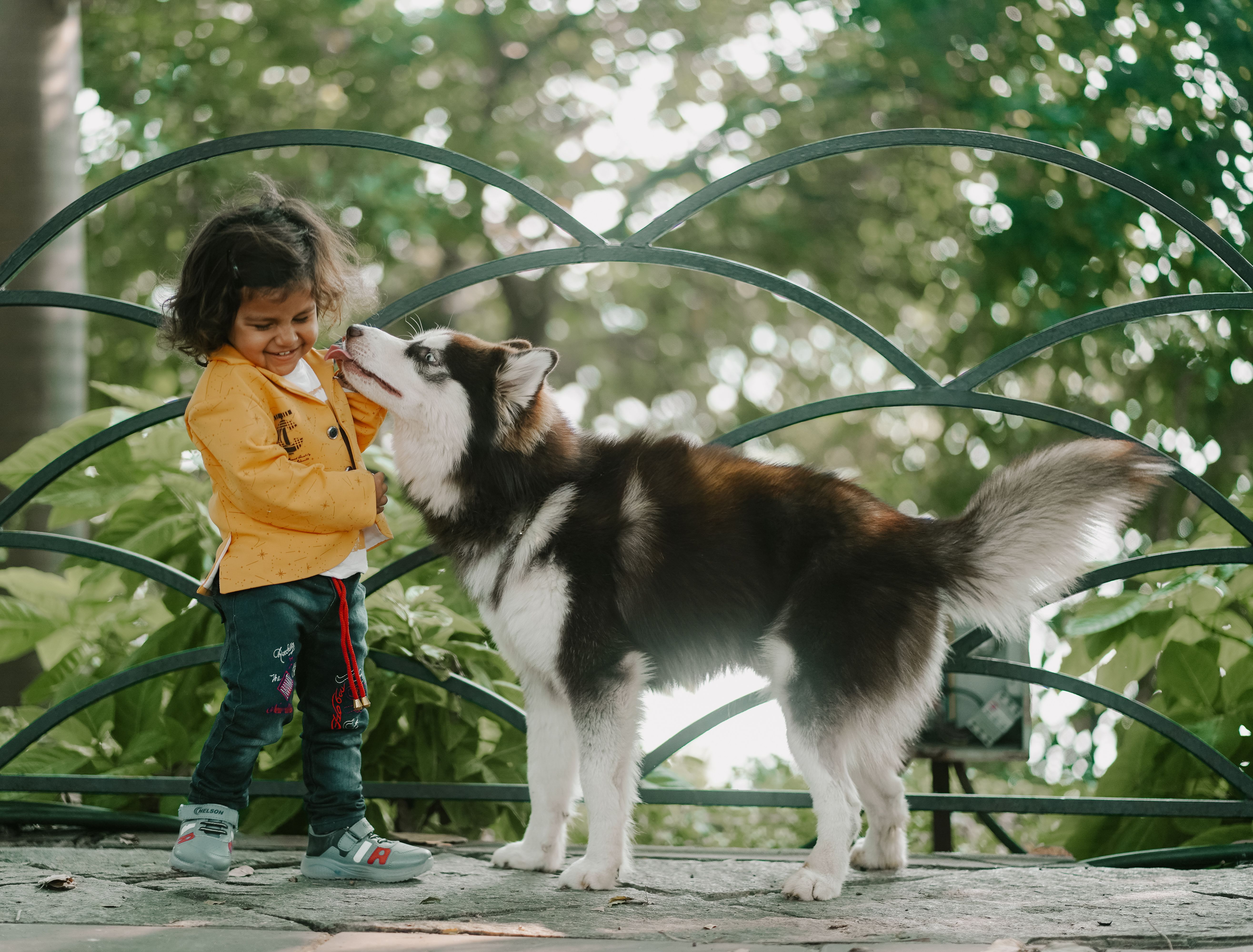 Adorable Child Playing with Siberian Husky Outdoors · Free Stock Photo