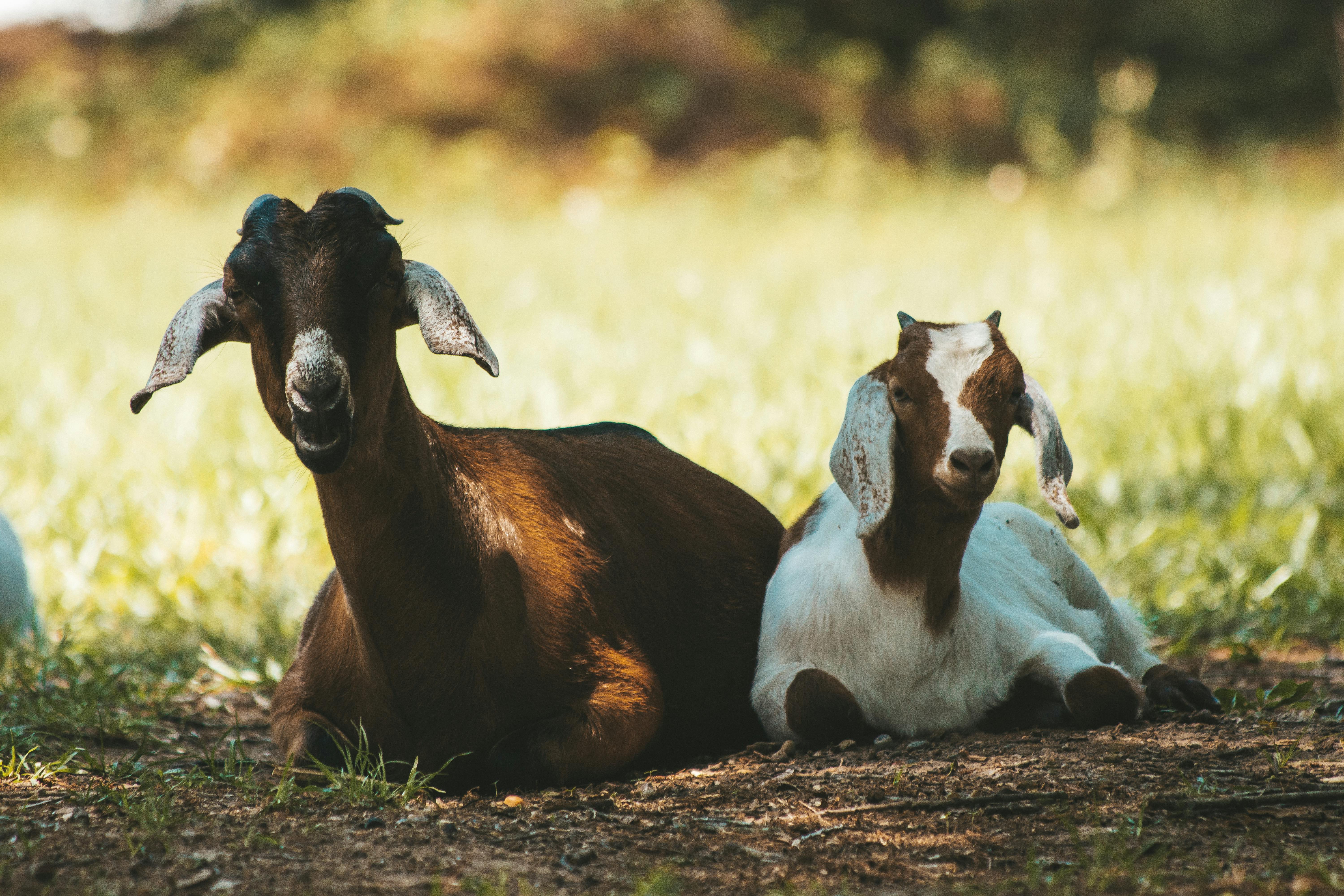 Pair of goats resting on grassy field outdoors · Free Stock Photo