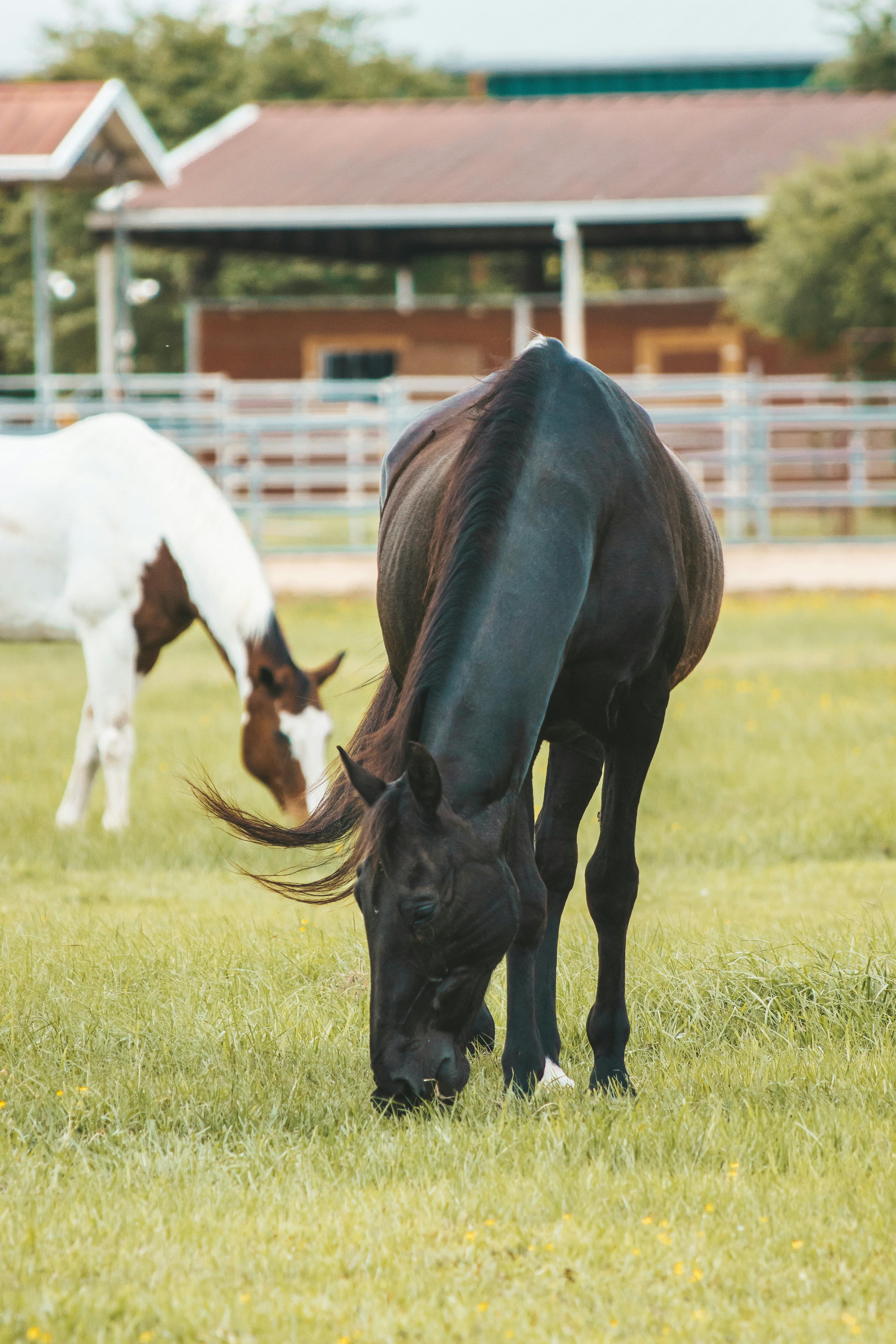 Grazing Horses on a Sunny Pasture · Free Stock Photo