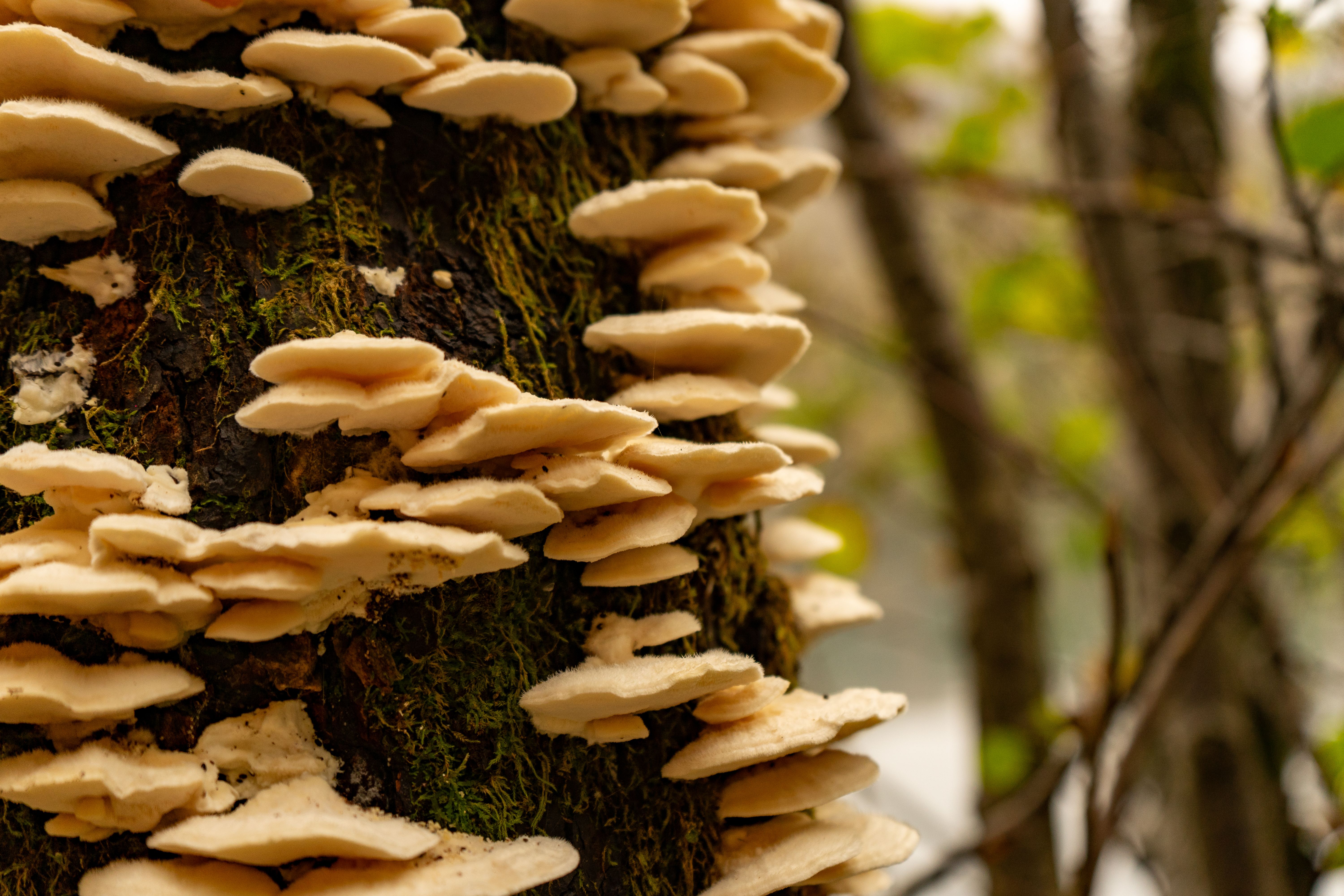 Close-up of Fungi on Tree in Autumn Forest · Free Stock Photo