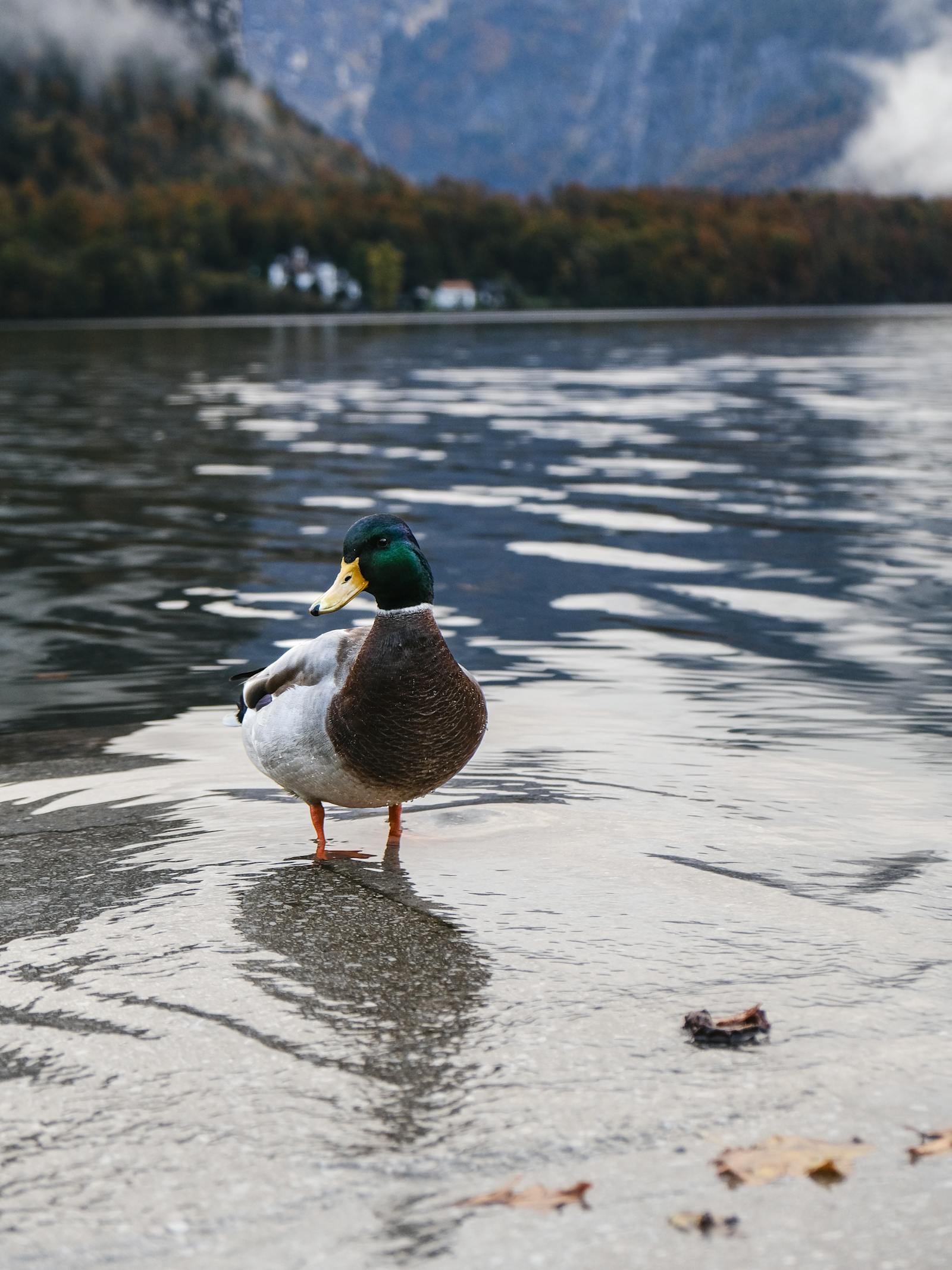 Aesthetic Duck Photos, Download The BEST Free Aesthetic Duck Stock ...