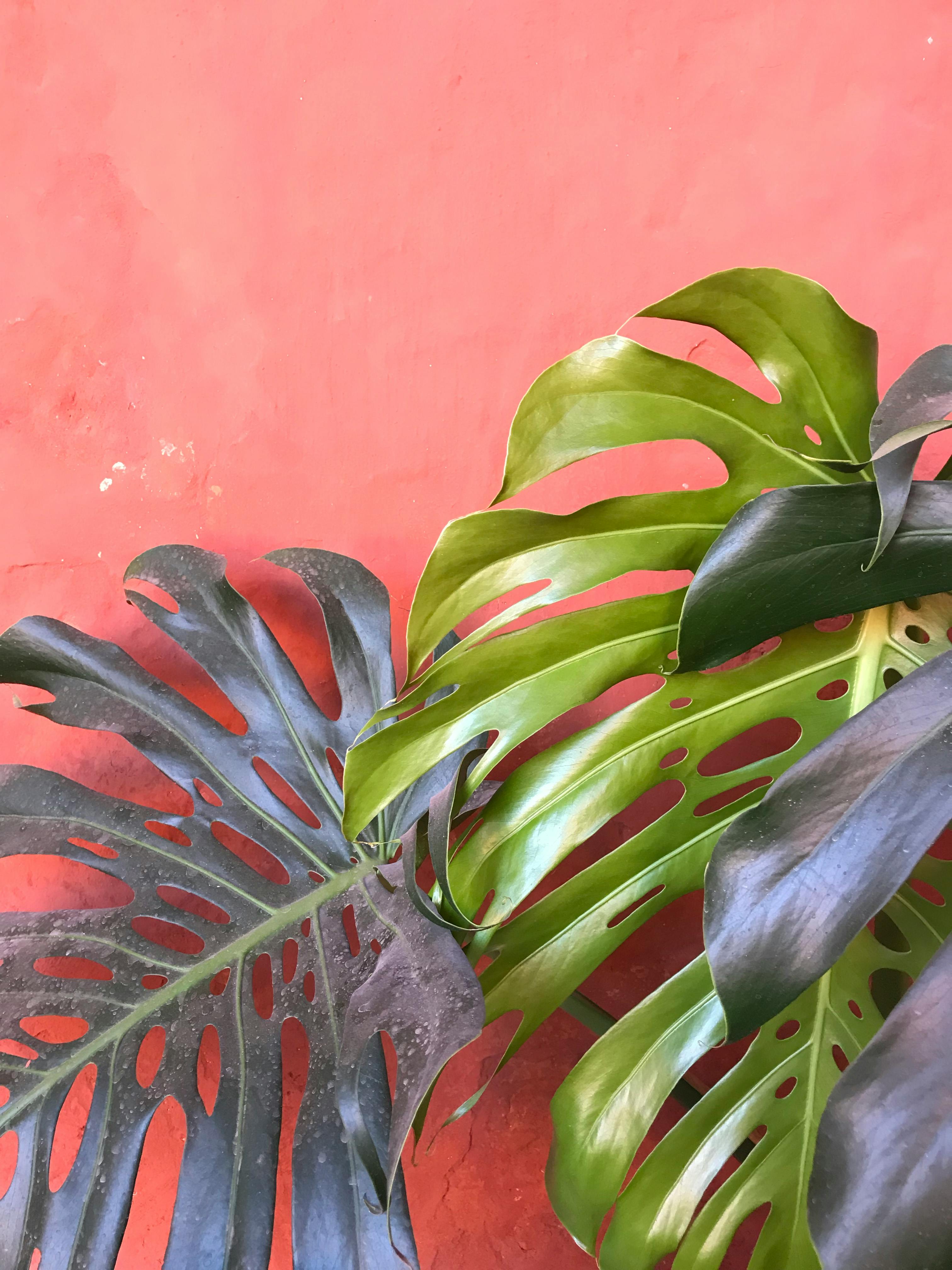 Leaves Photos, Download The BEST Free Leaves Stock Photos & HD Images