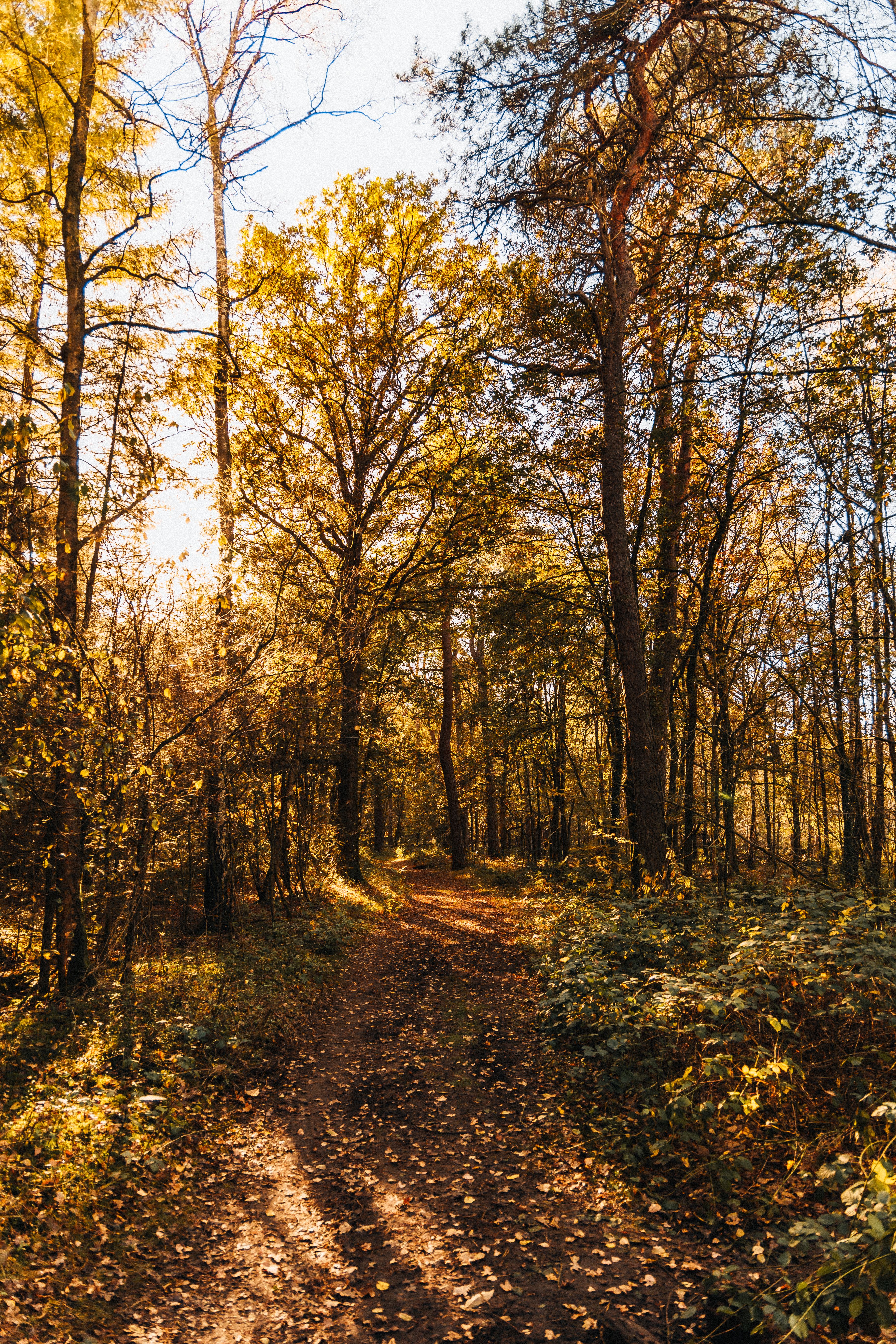 Sunlit Autumn Forest Path with Golden Leaves · Free Stock Photo
