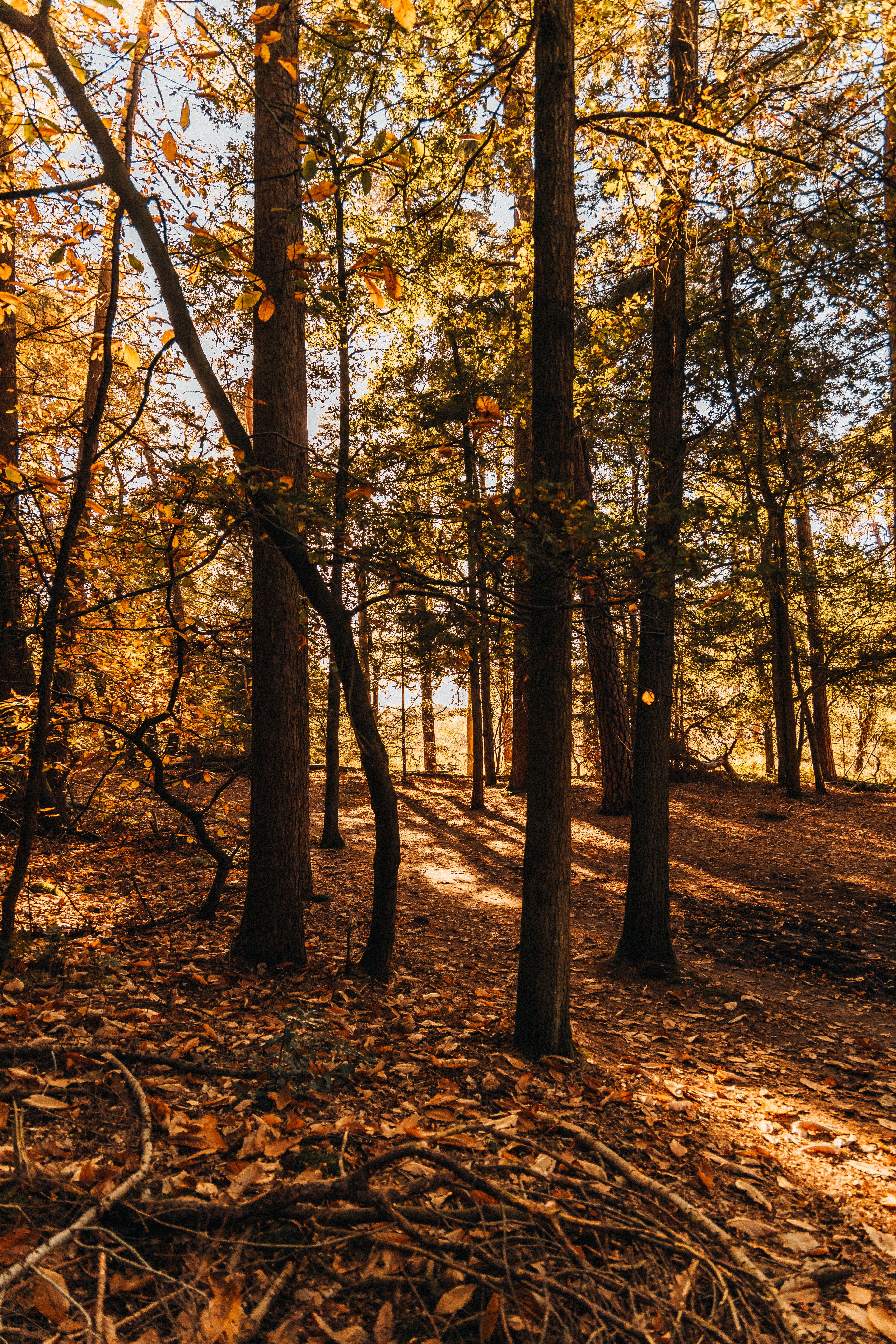 Sunlit Autumn Forest Pathway with Golden Leaves · Free Stock Photo