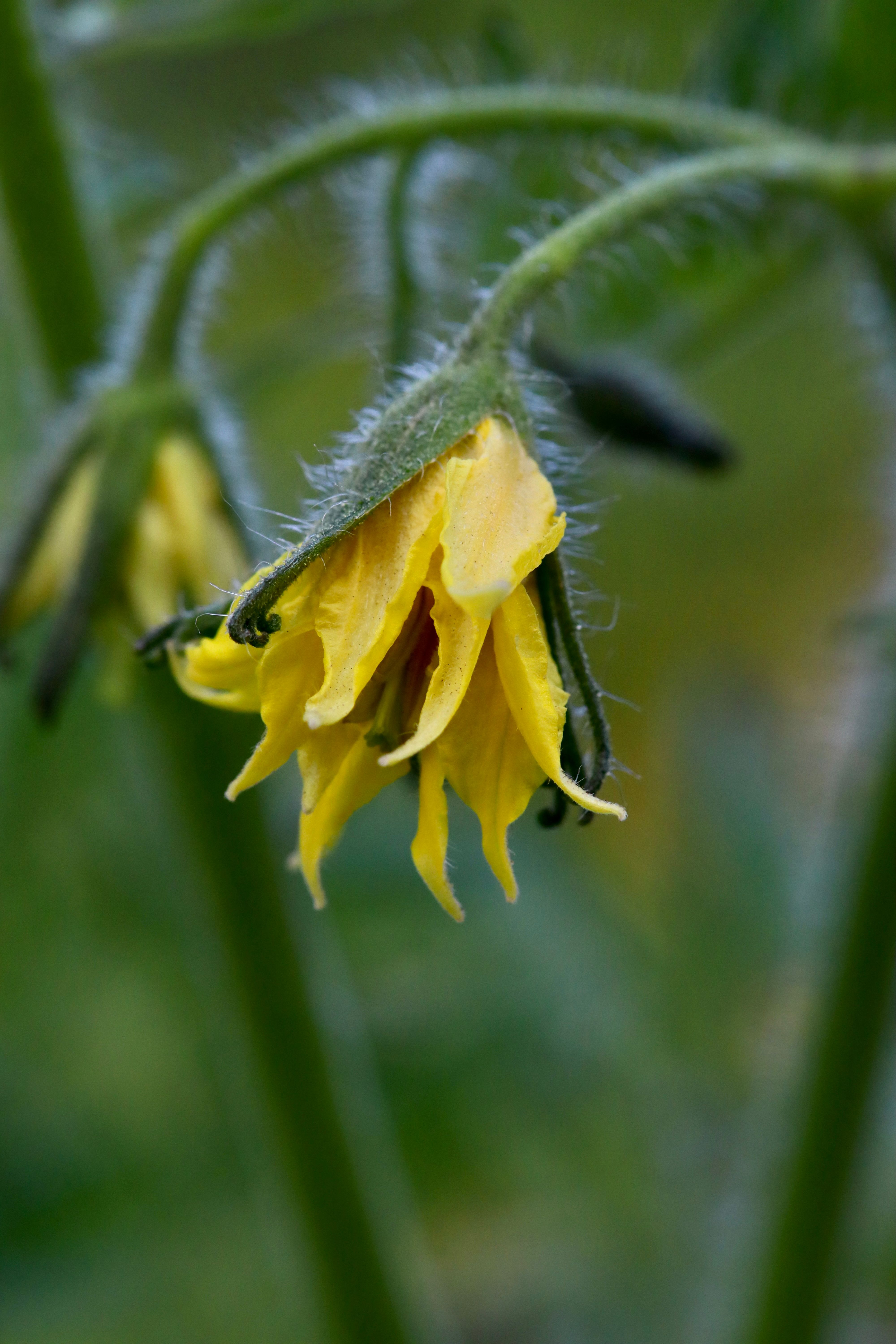 Close-up of a Tomato Blossom in Bloom · Free Stock Photo