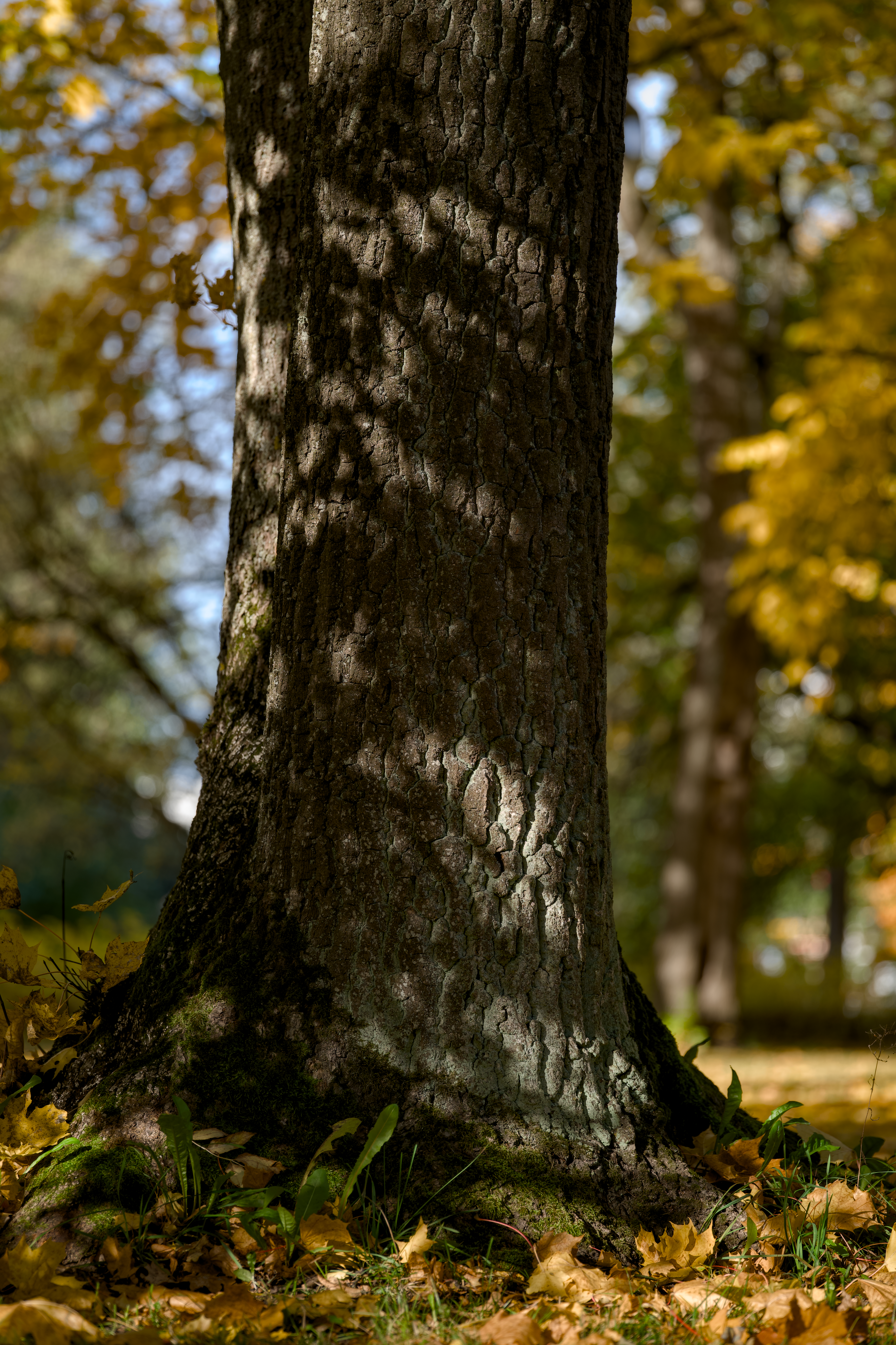 Majestuoso Tronco De árbol En Un Bosque Otoñal Iluminado Por El Sol ...
