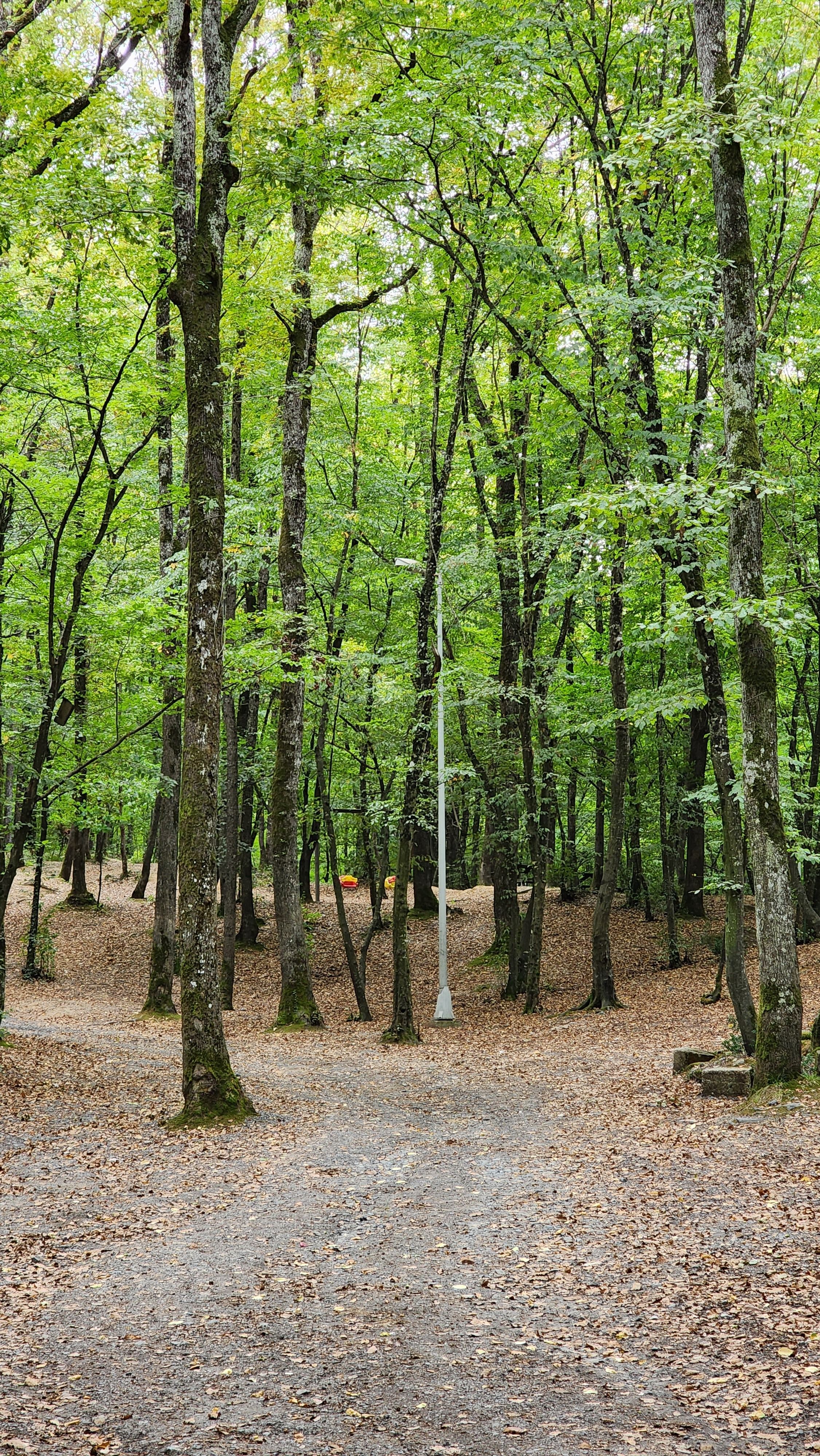 Serene Pathway in Lush Green Forest at Daytime · Free Stock Photo