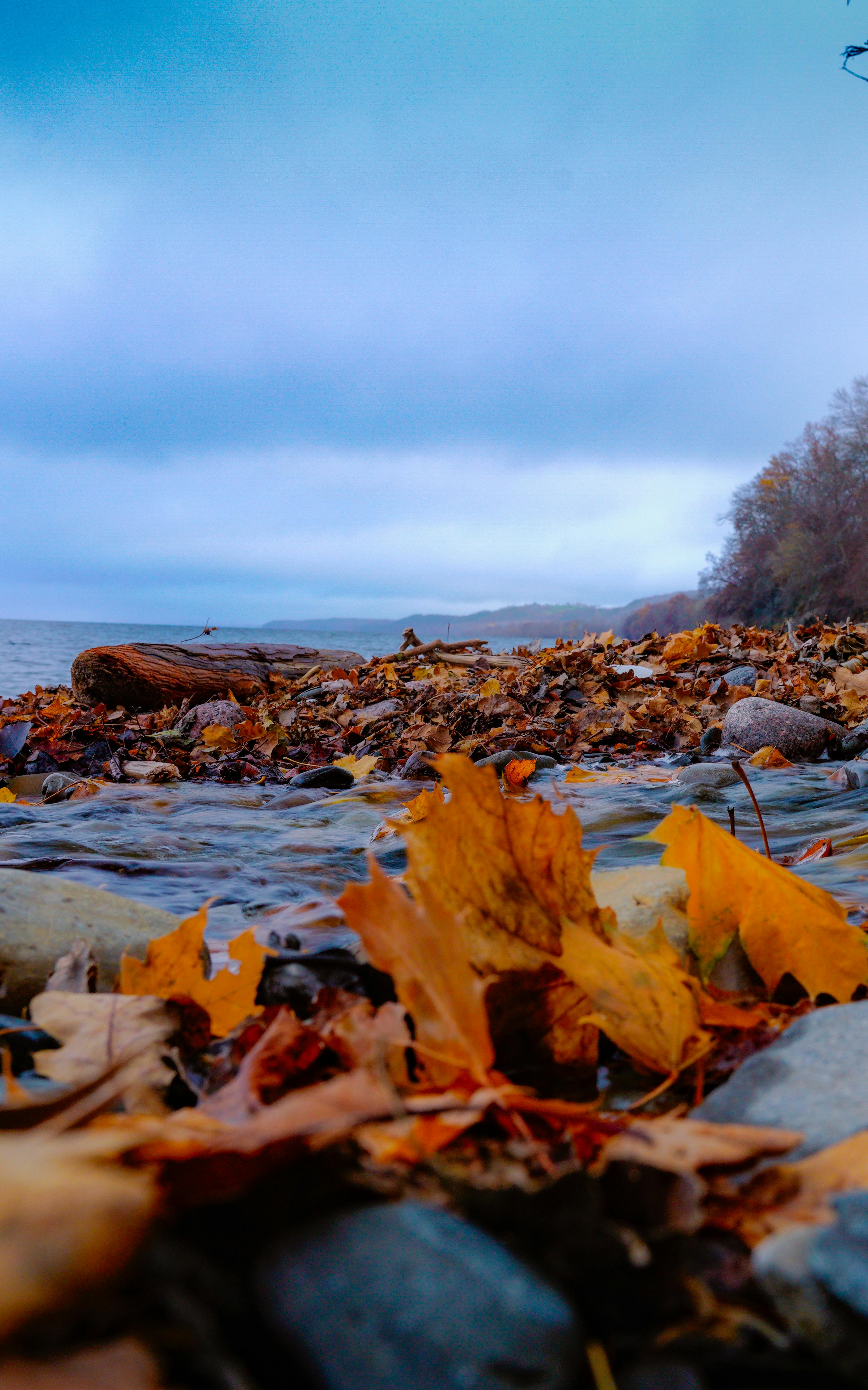 Serene Autumn Shoreline with Fallen Leaves · Free Stock Photo
