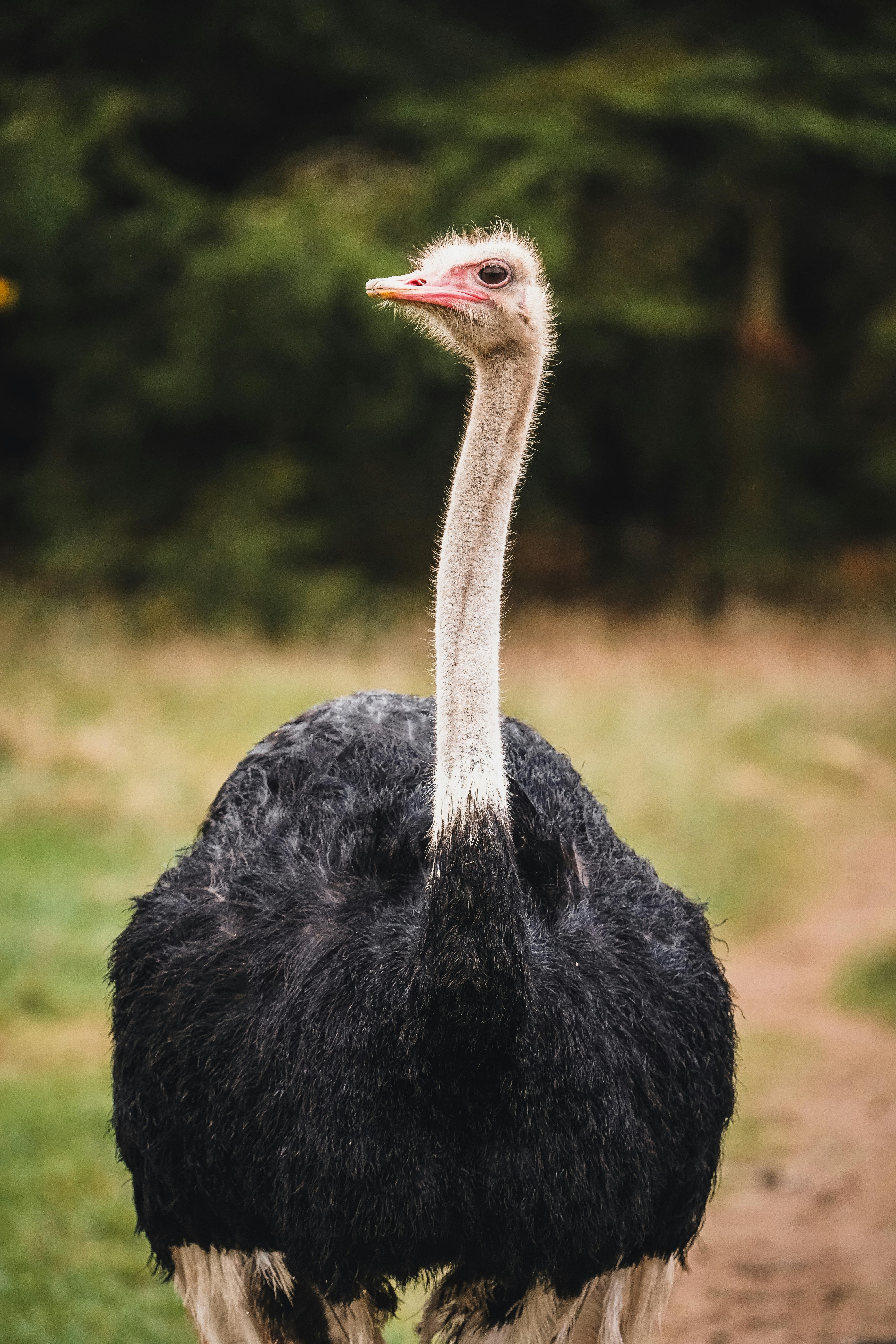 Ostrich Standing on Green Grass · Free Stock Photo