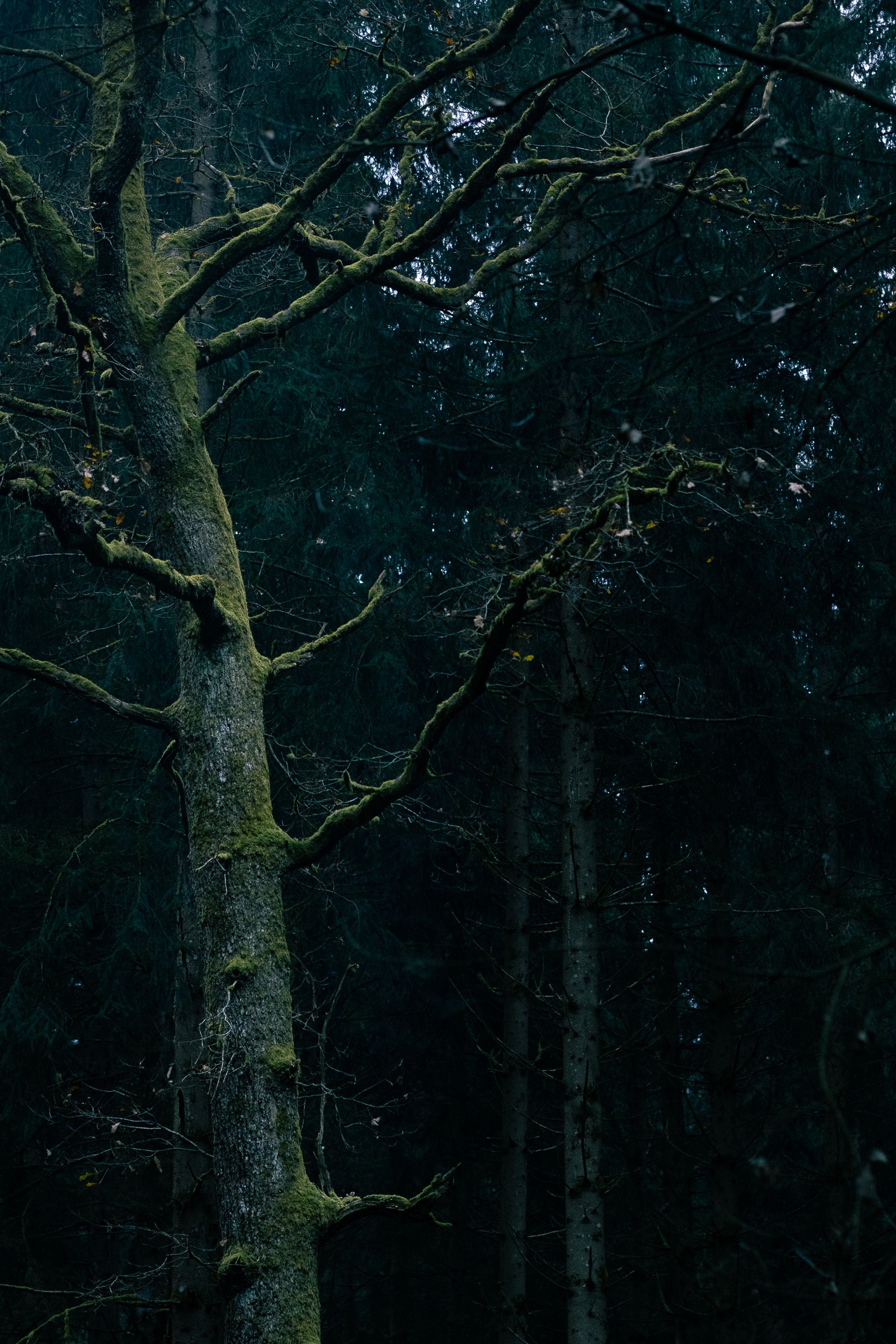 Moody Forest Scene with Moss-Covered Tree · Free Stock Photo