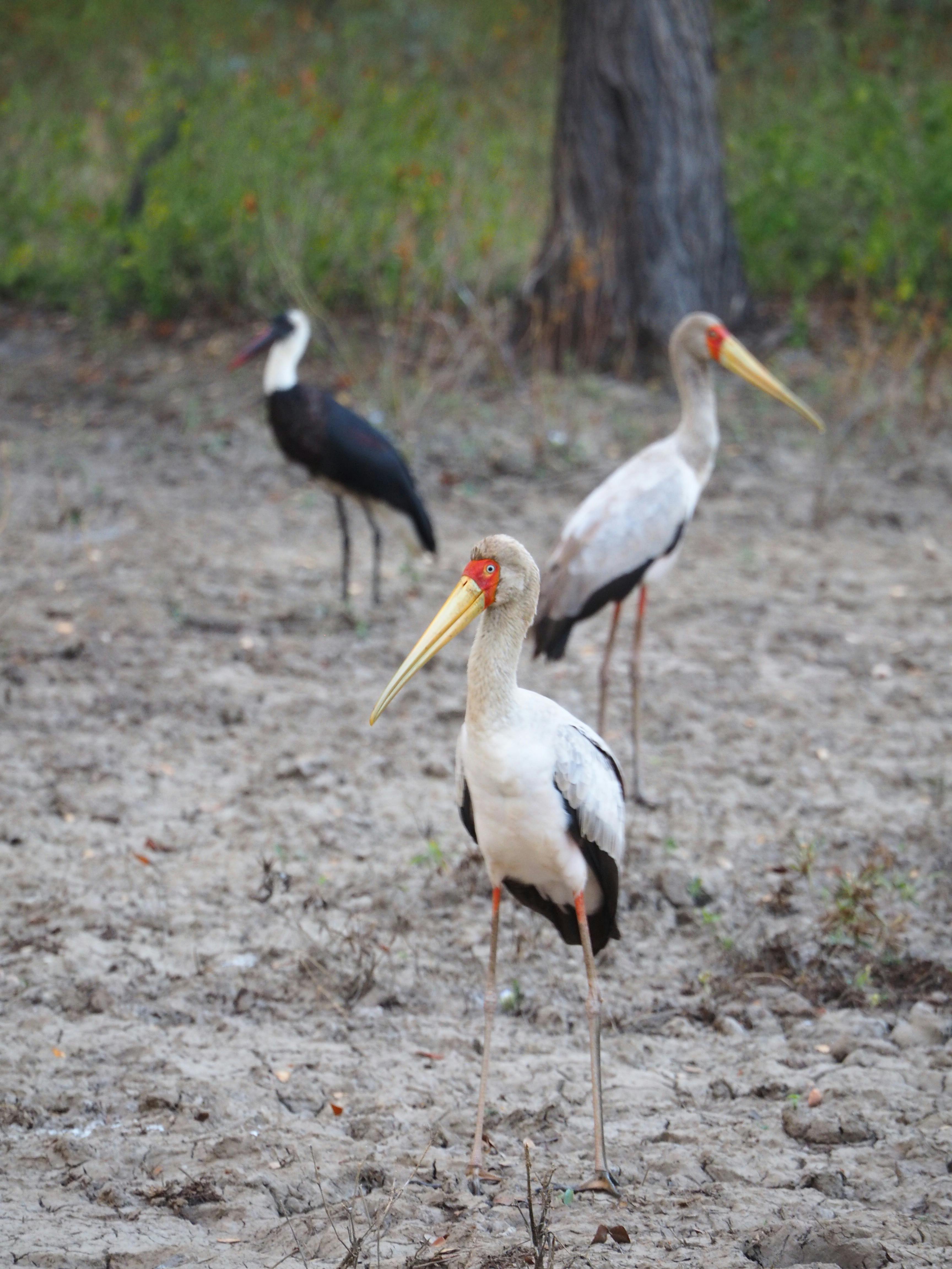 Elegant Yellow-Billed Storks in Natural Habitat · Free Stock Photo