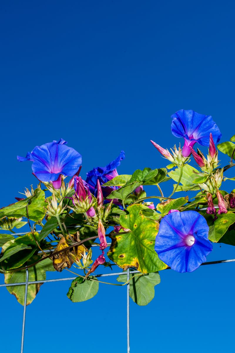 Morning Glory Photos, Download The BEST Free Morning Glory Stock Photos ...