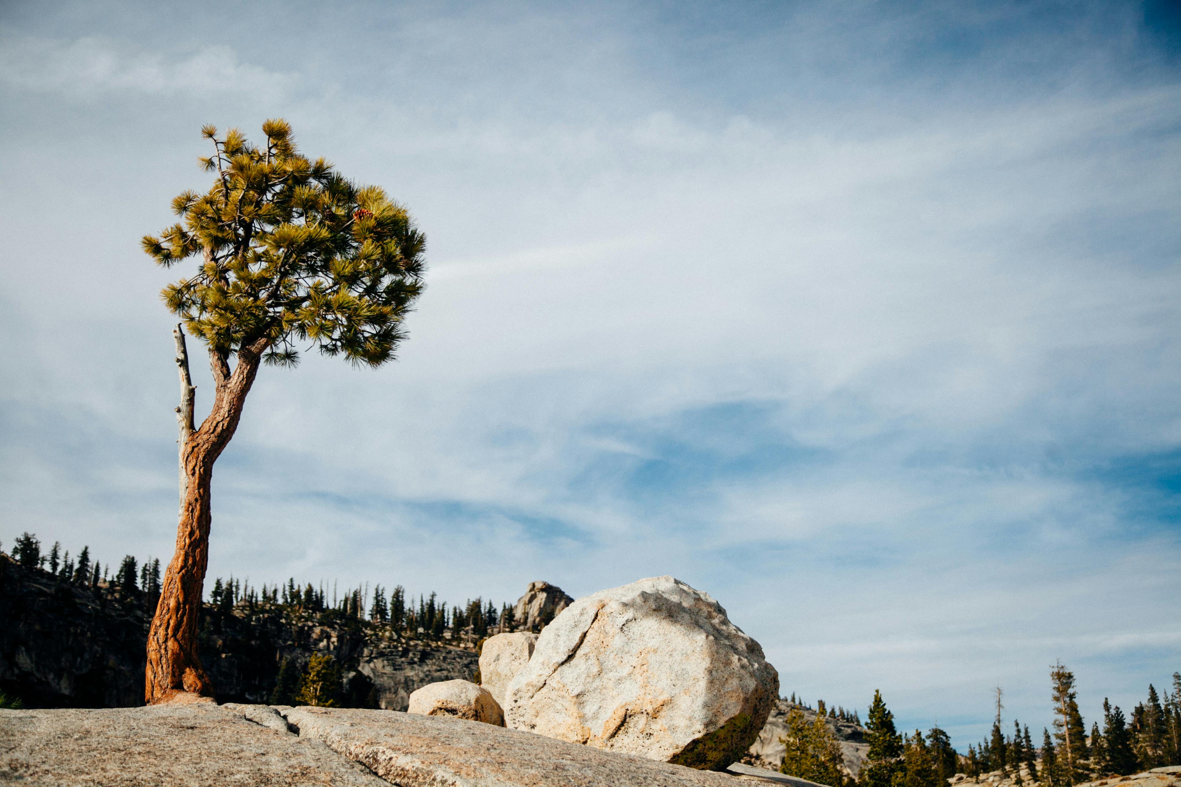 Tree Near Rock · Free Stock Photo