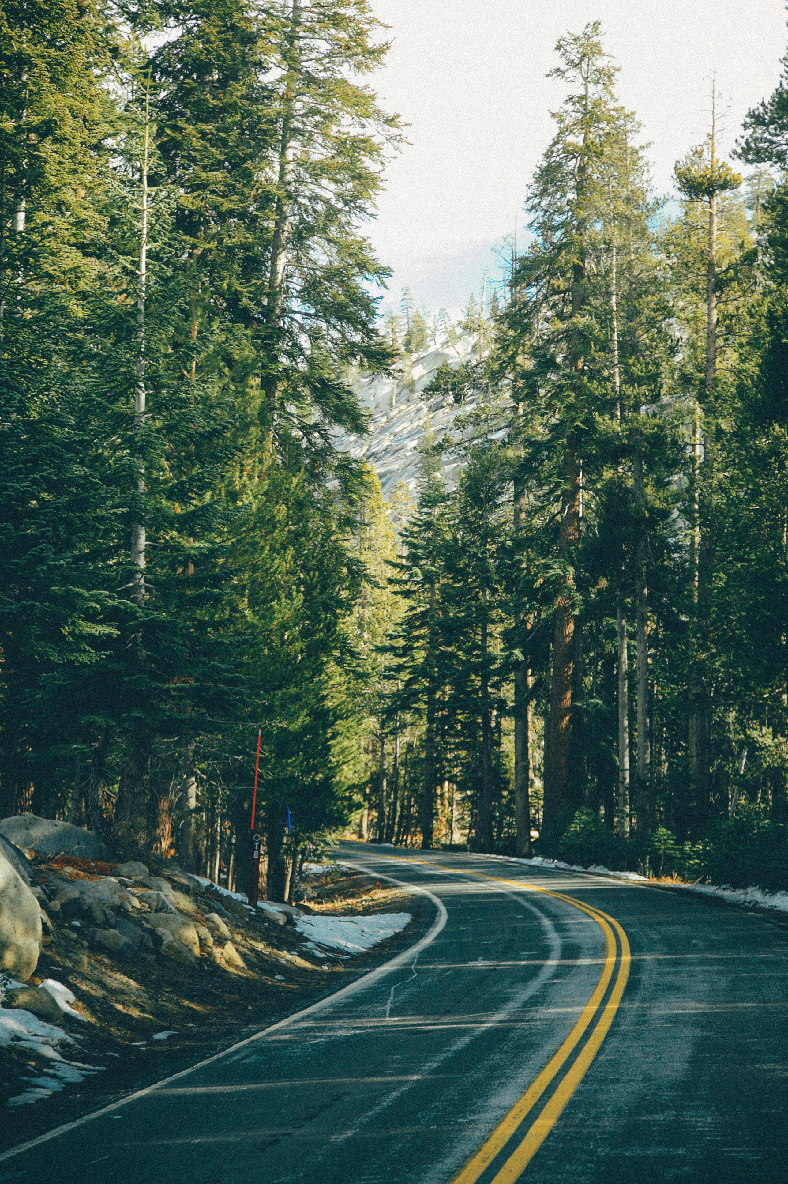 Roadway In Between Trees · Free Stock Photo