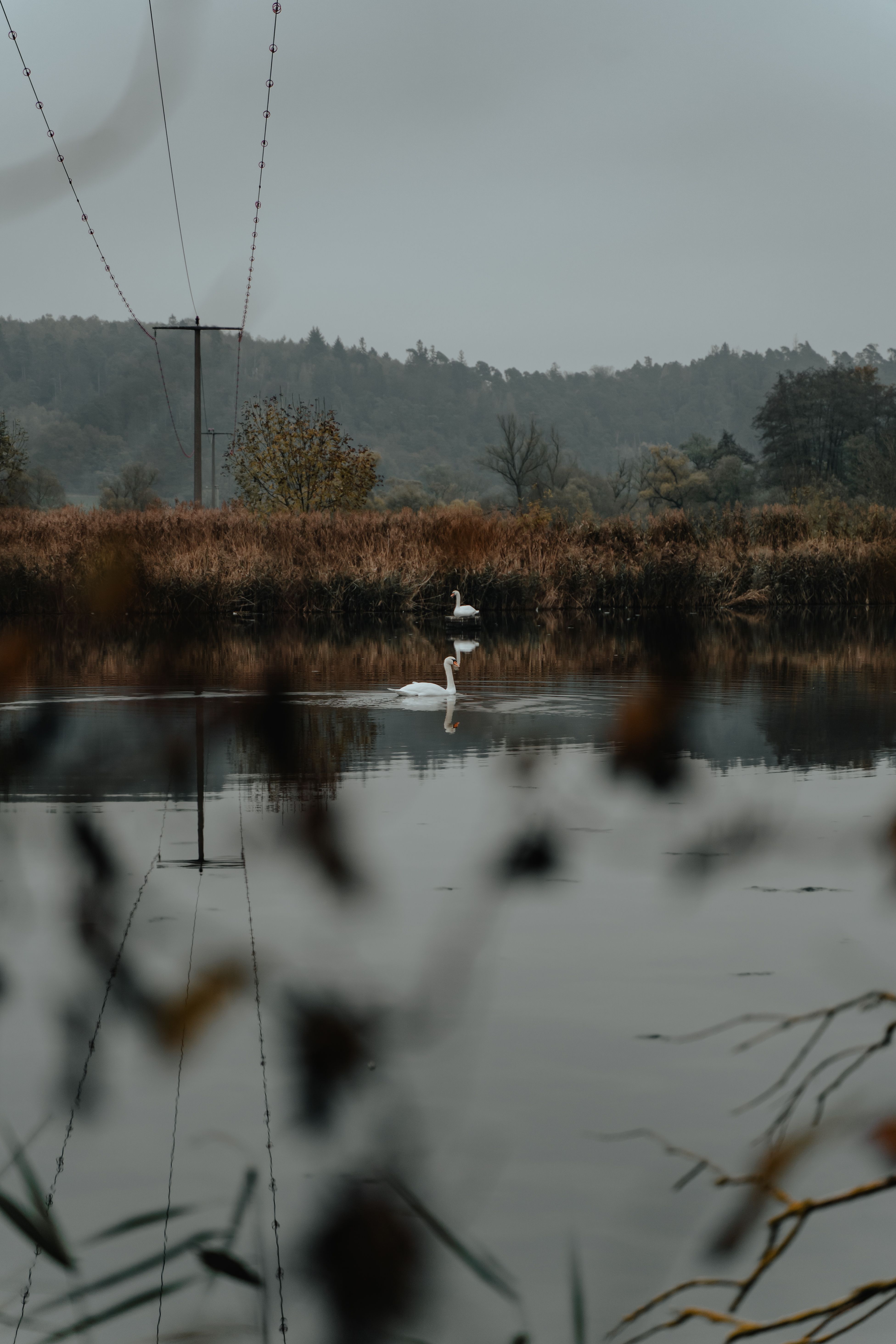 Serene Swans on Misty Lake in Autumn Landscape · Free Stock Photo