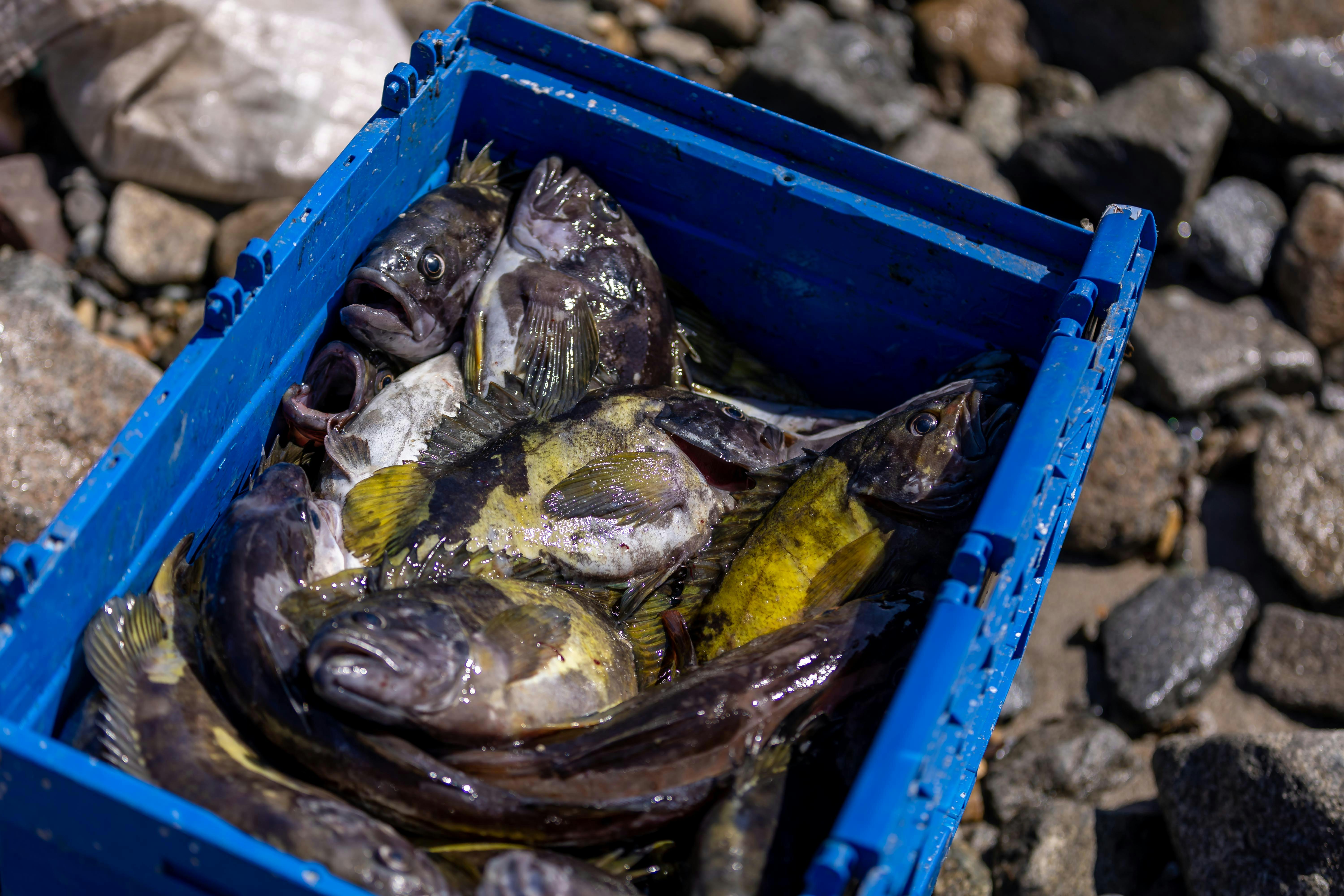 Freshly Caught Fish in Blue Plastic Crate Outdoors · Free Stock Photo