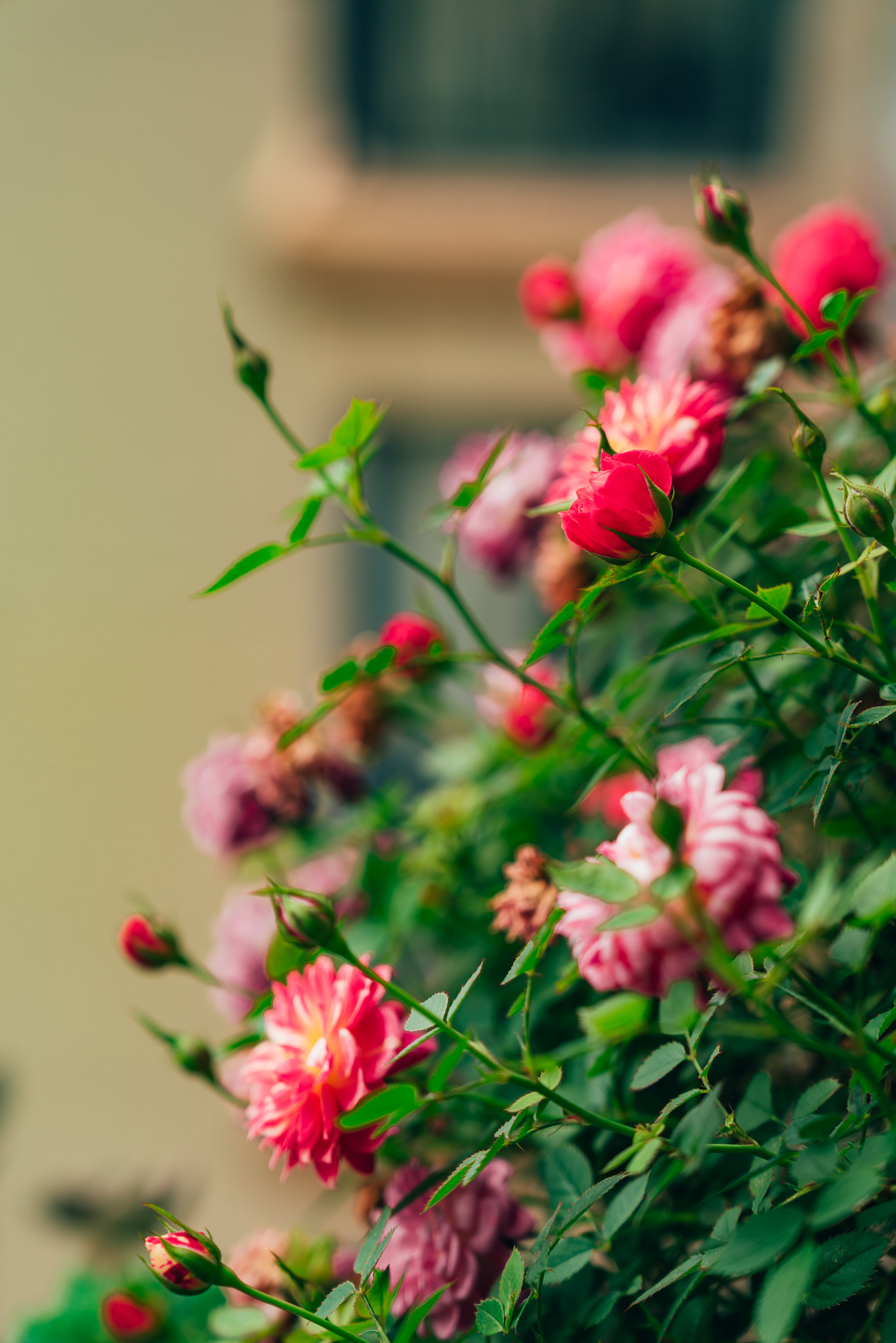 Vibrant Pink Roses Blooming in Spring Garden · Free Stock Photo
