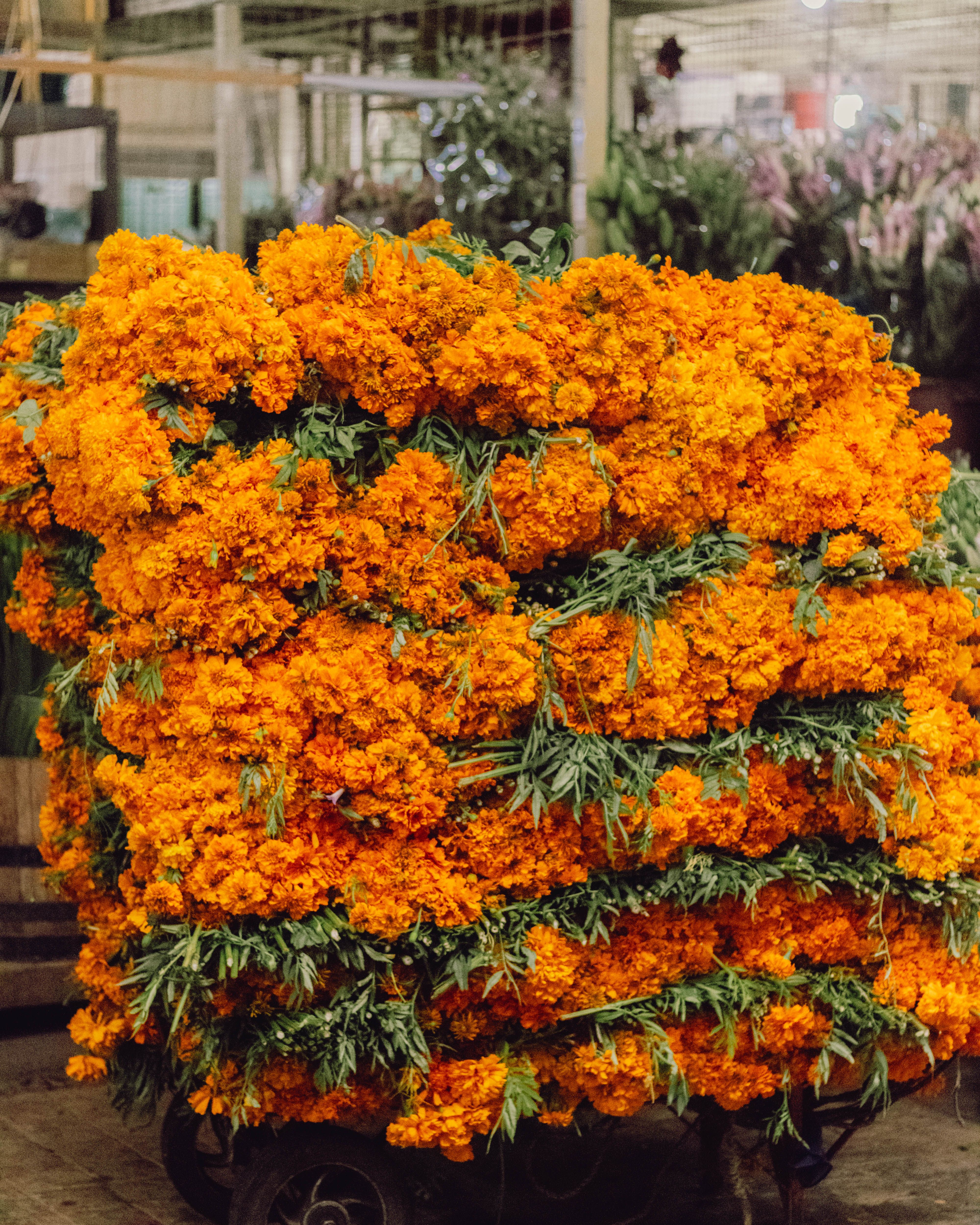 Cempasuchil Flower Photos, Download The BEST Free Cempasuchil Flower ...
